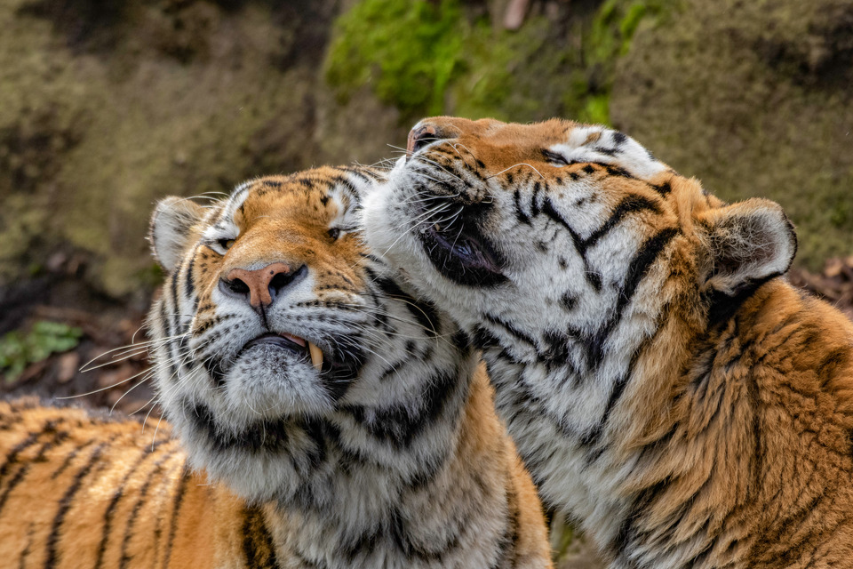 Discover Pairi Daiza | Pairi Daiza