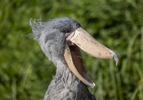 The Shoebill | Pairi Daiza