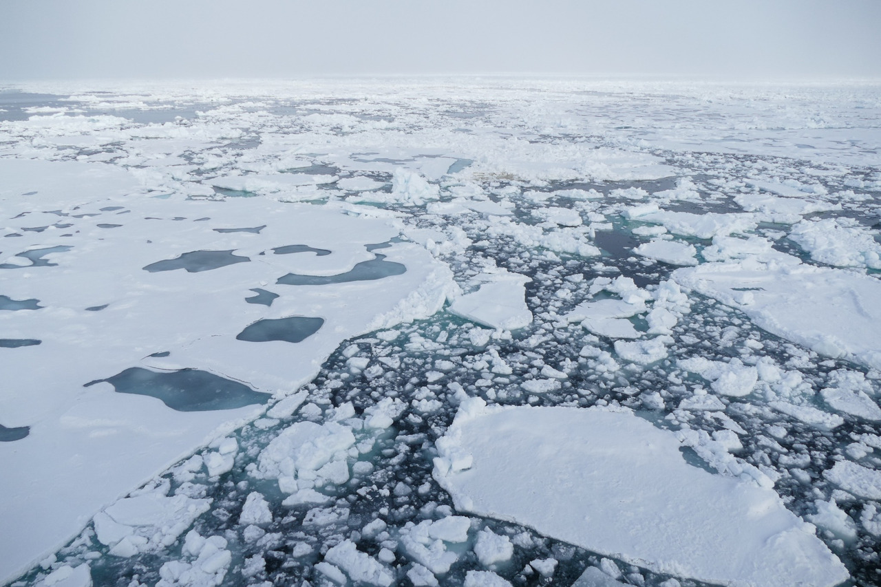Project polar bears | Pairi Daiza
