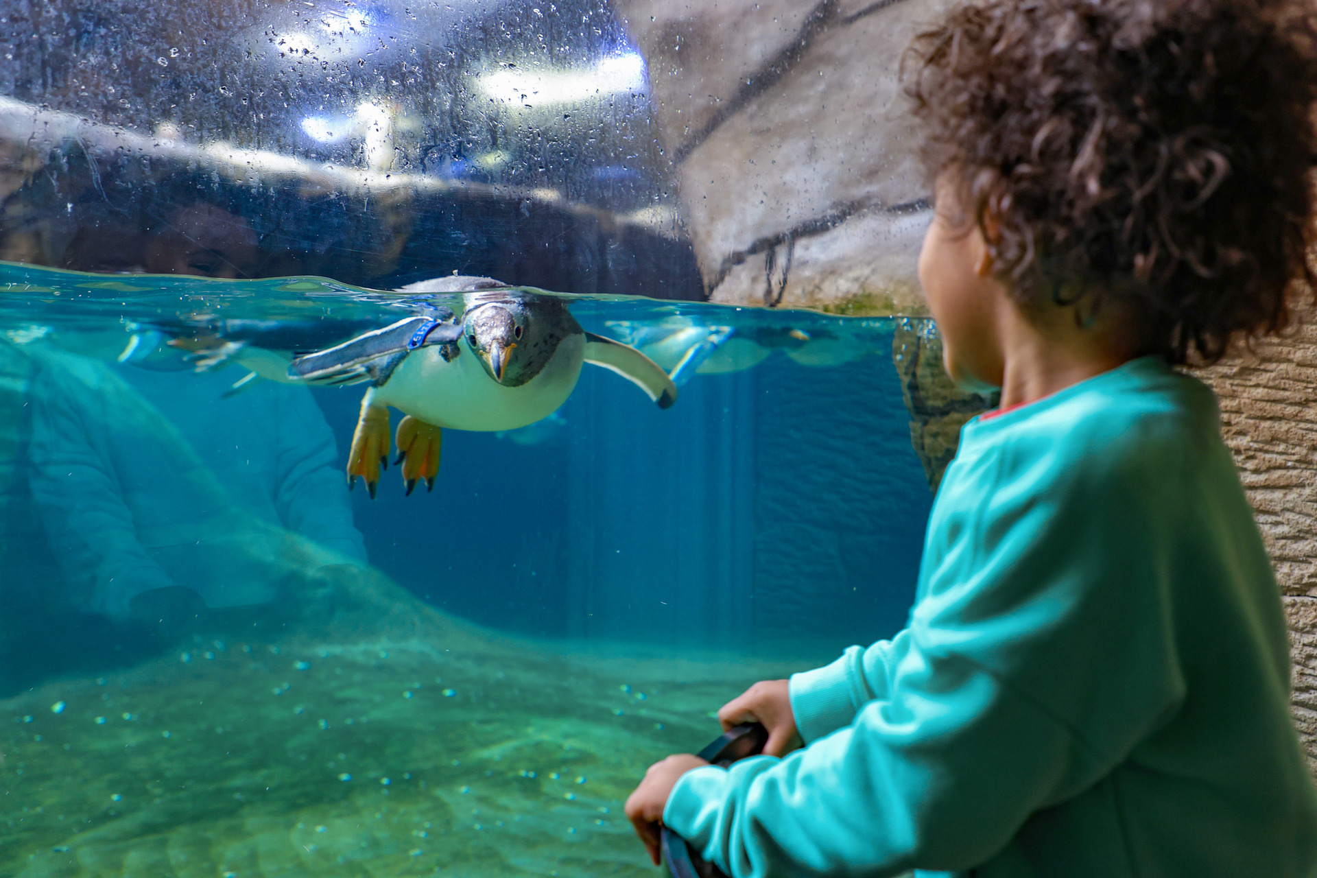 Penguin House | Pairi Daiza