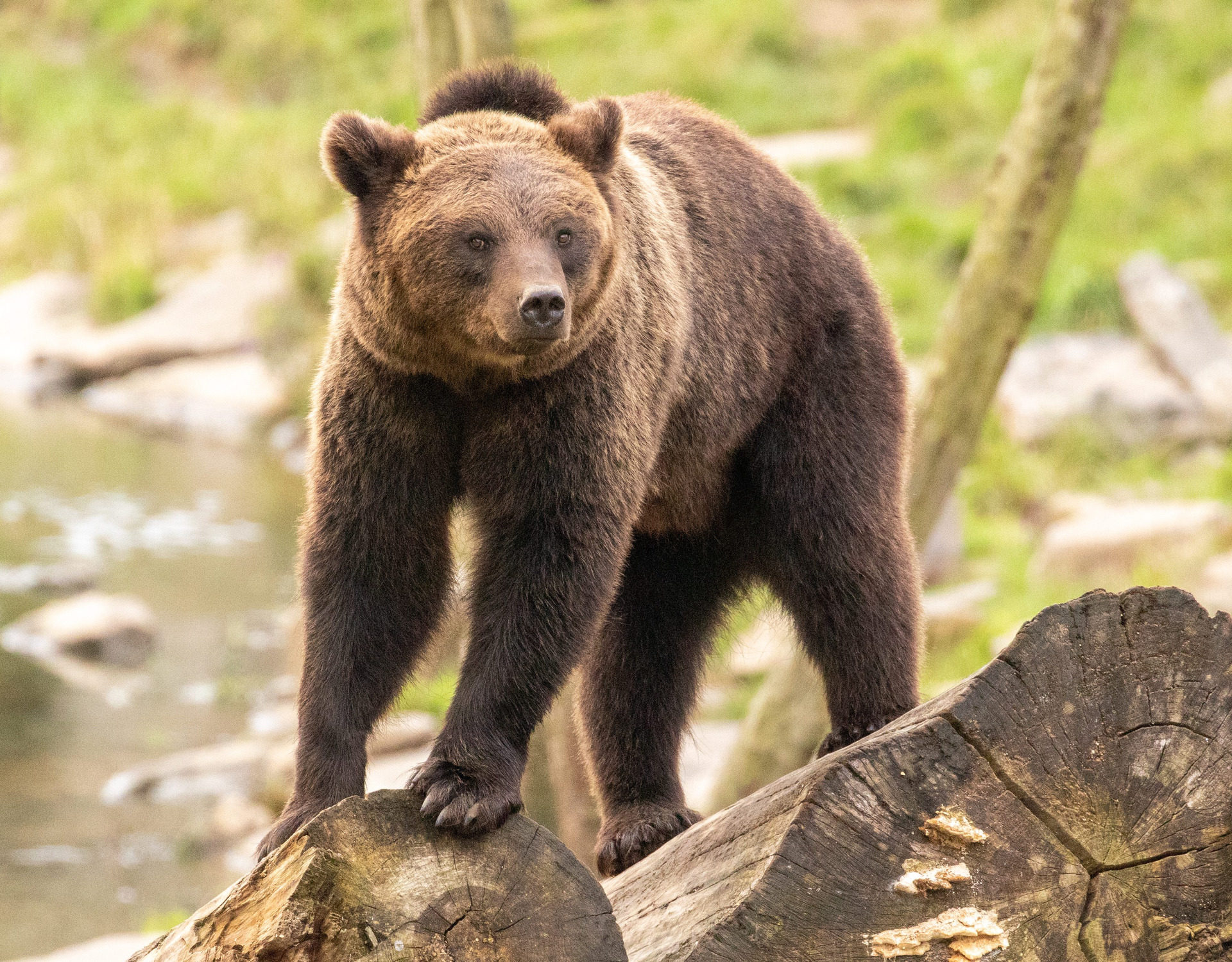L'Ours brun | Pairi Daiza