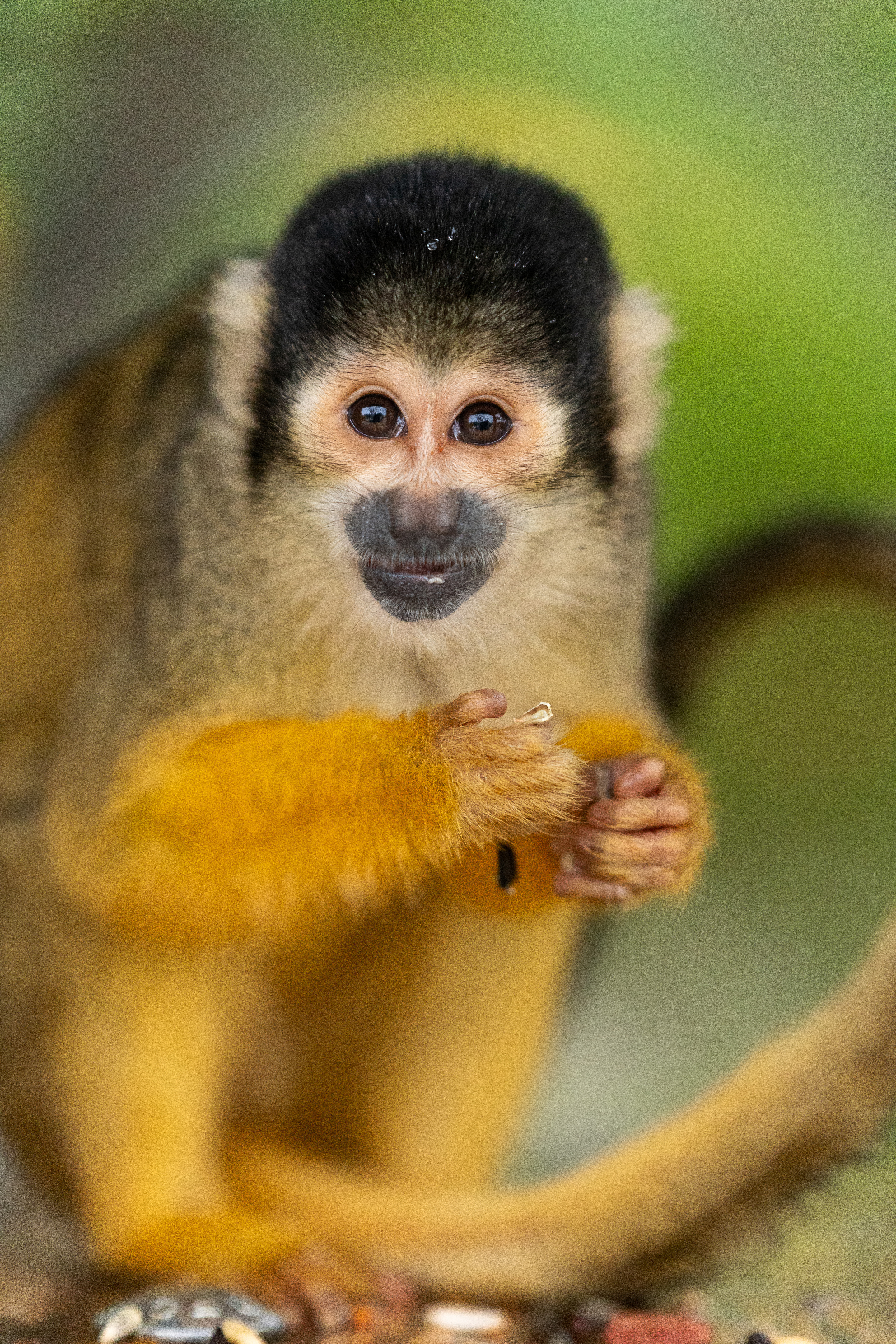 smallest squirrel monkey