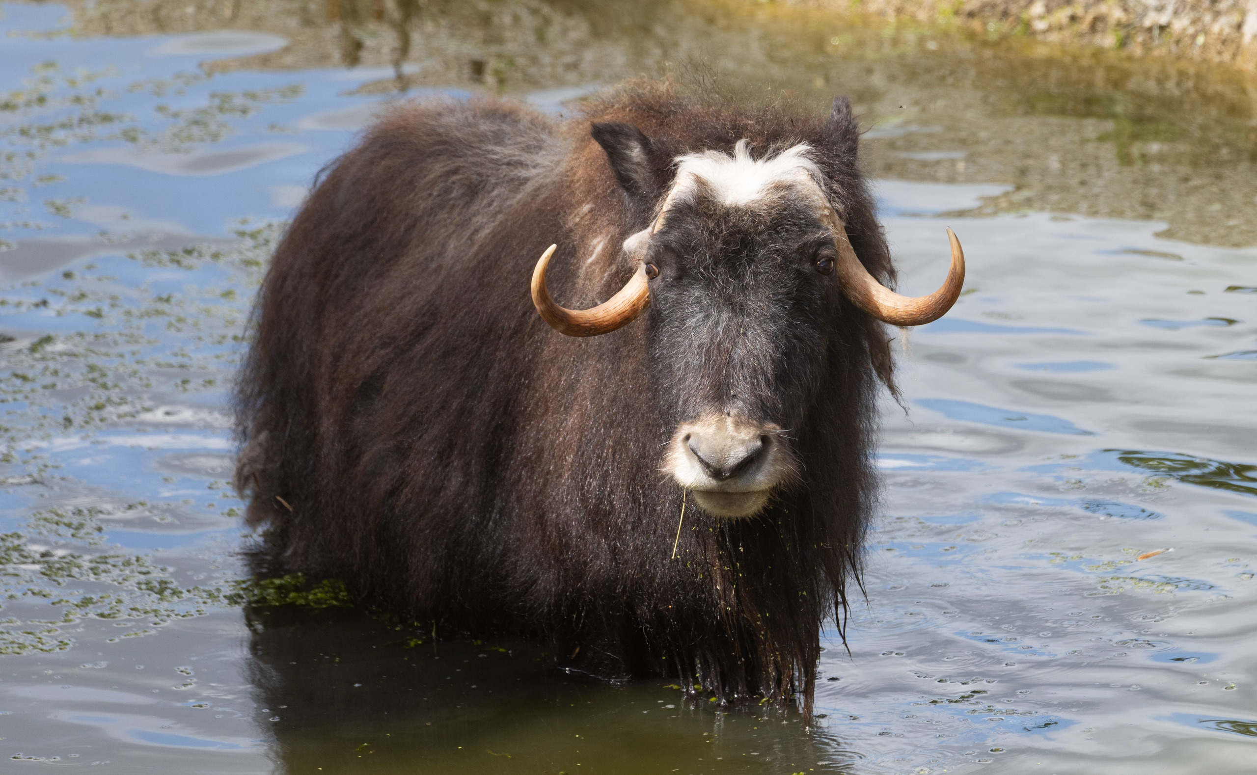 The Muskox | Pairi Daiza