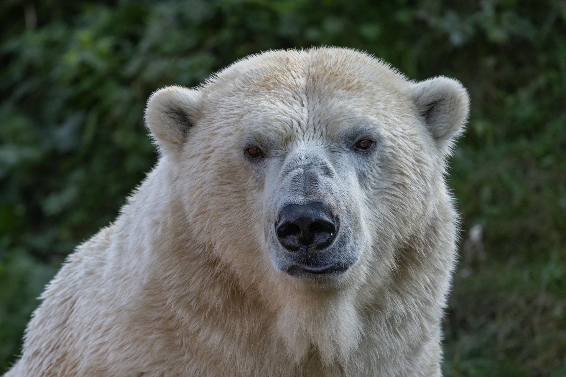 De IJsbeer | Pairi Daiza