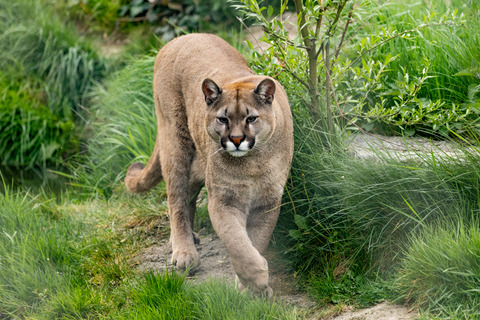 De poema | Pairi Daiza