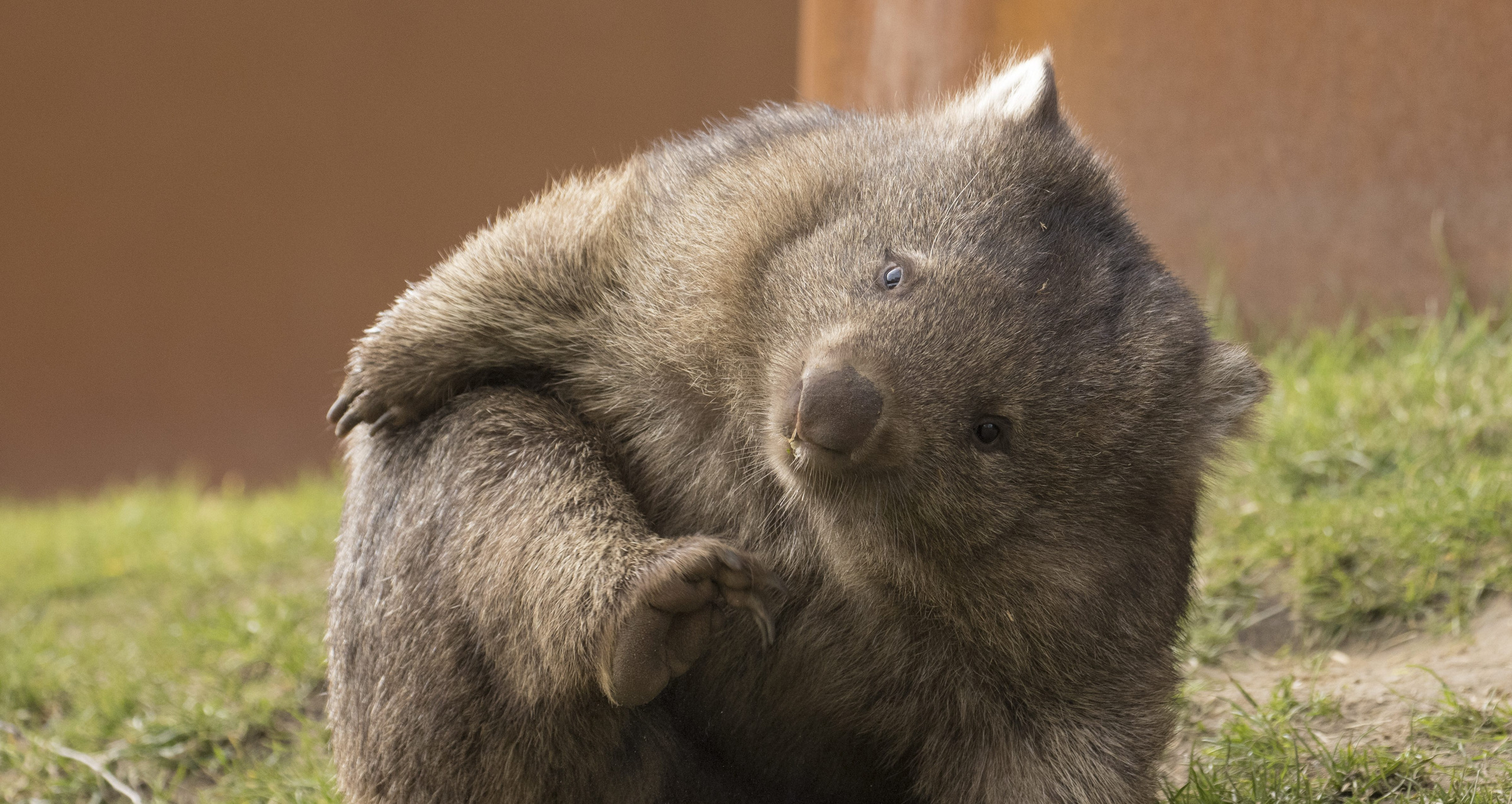 Der Wombat | Pairi Daiza