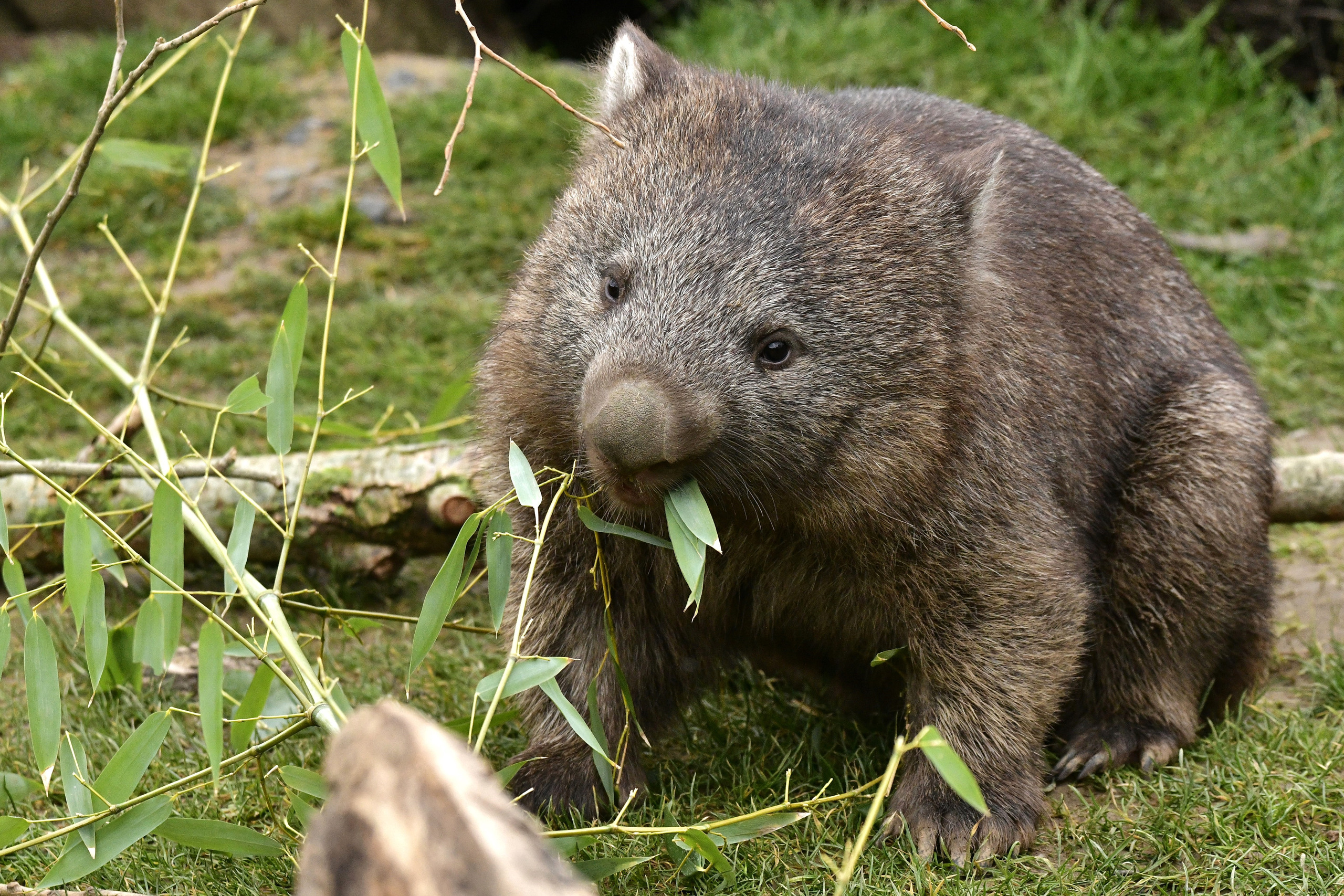 Le wombat | Pairi Daiza