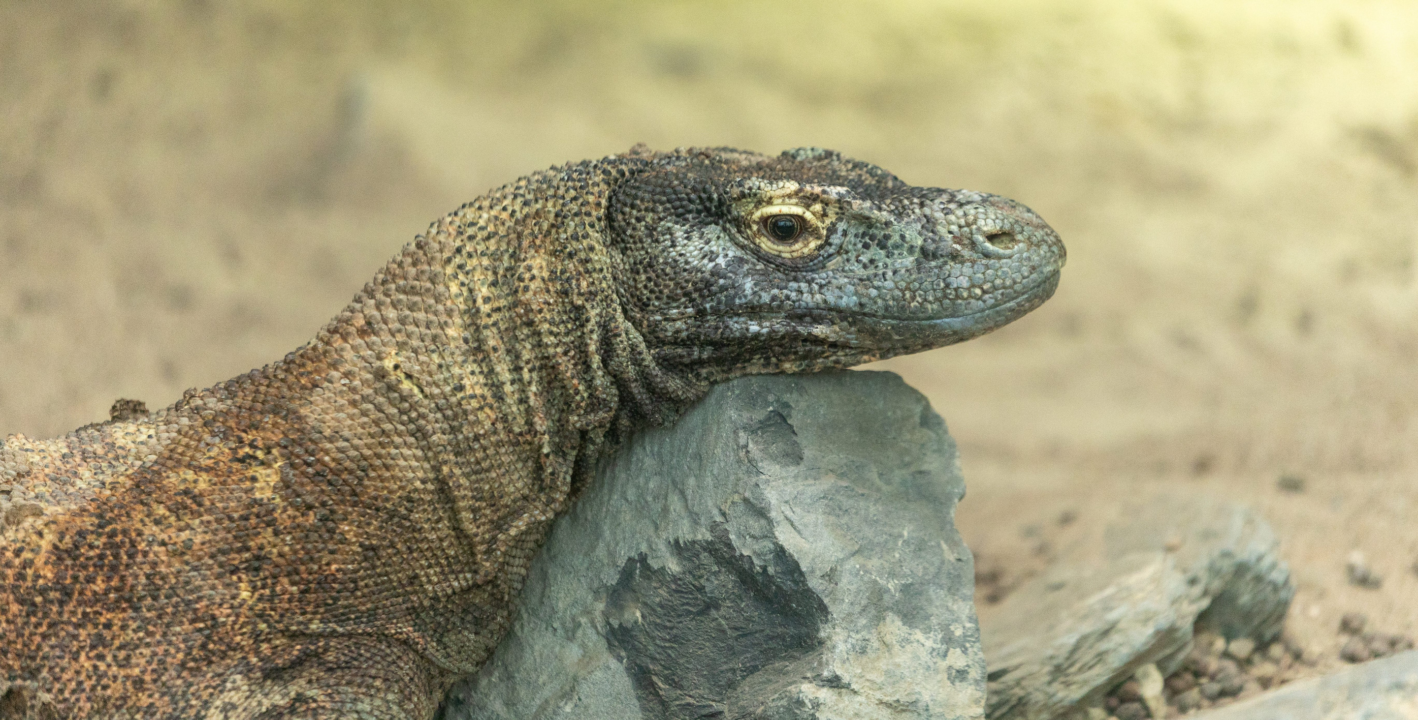 Le Varan de Komodo | Pairi Daiza