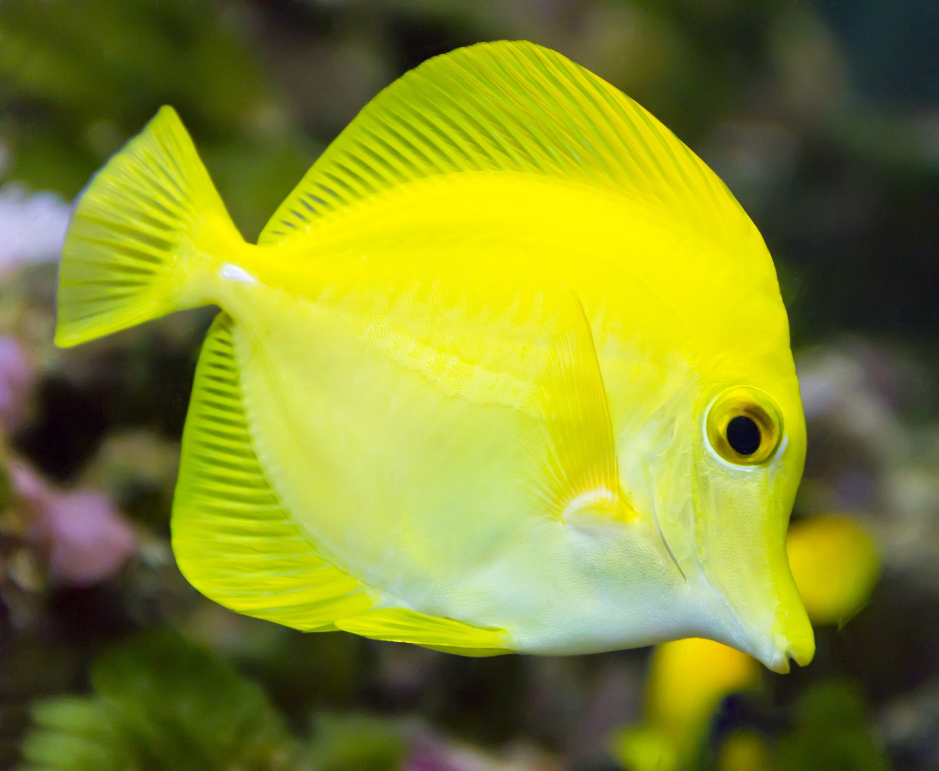 Le Poisson chirurgien | Pairi Daiza