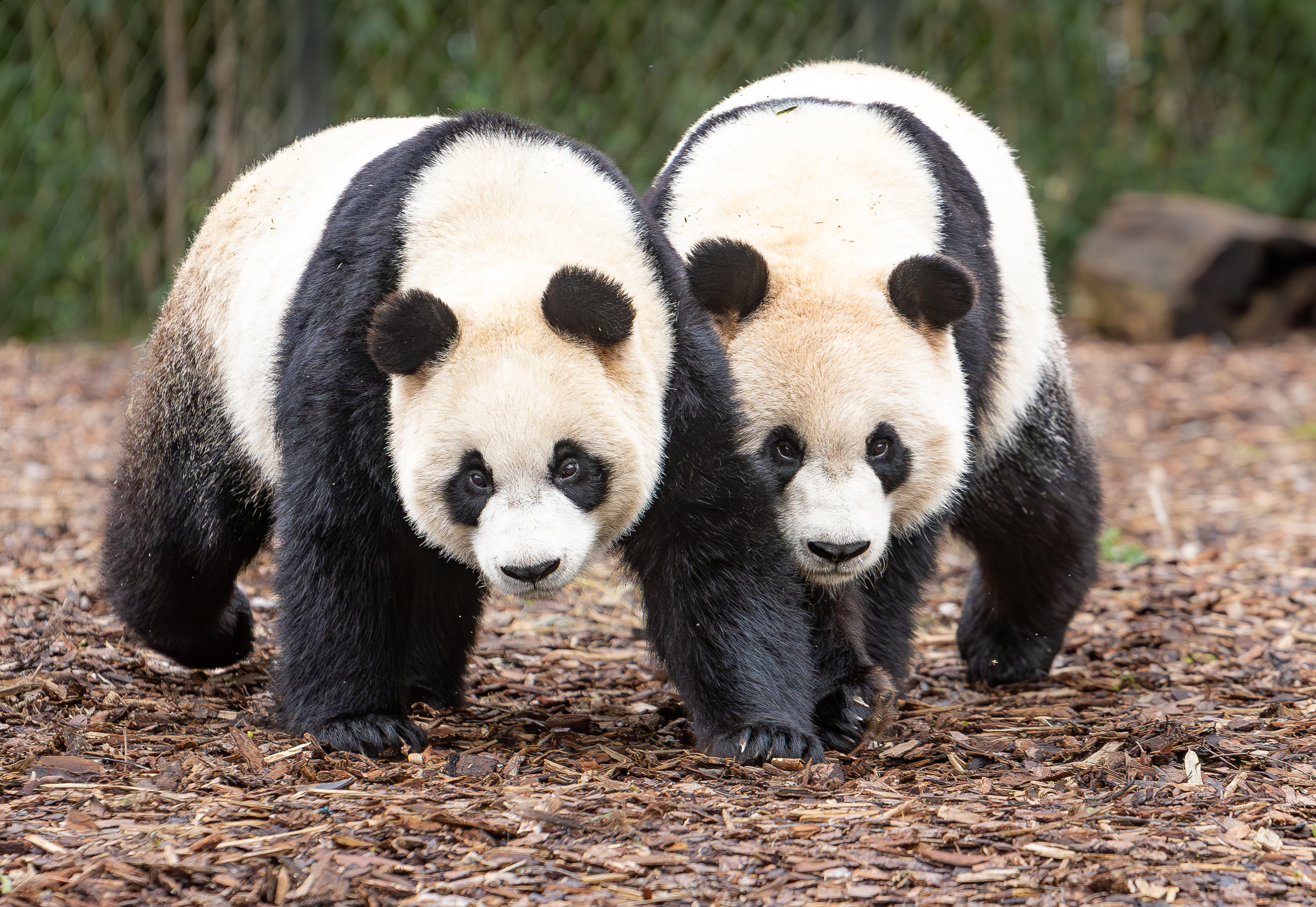 Discover Pairi Daiza