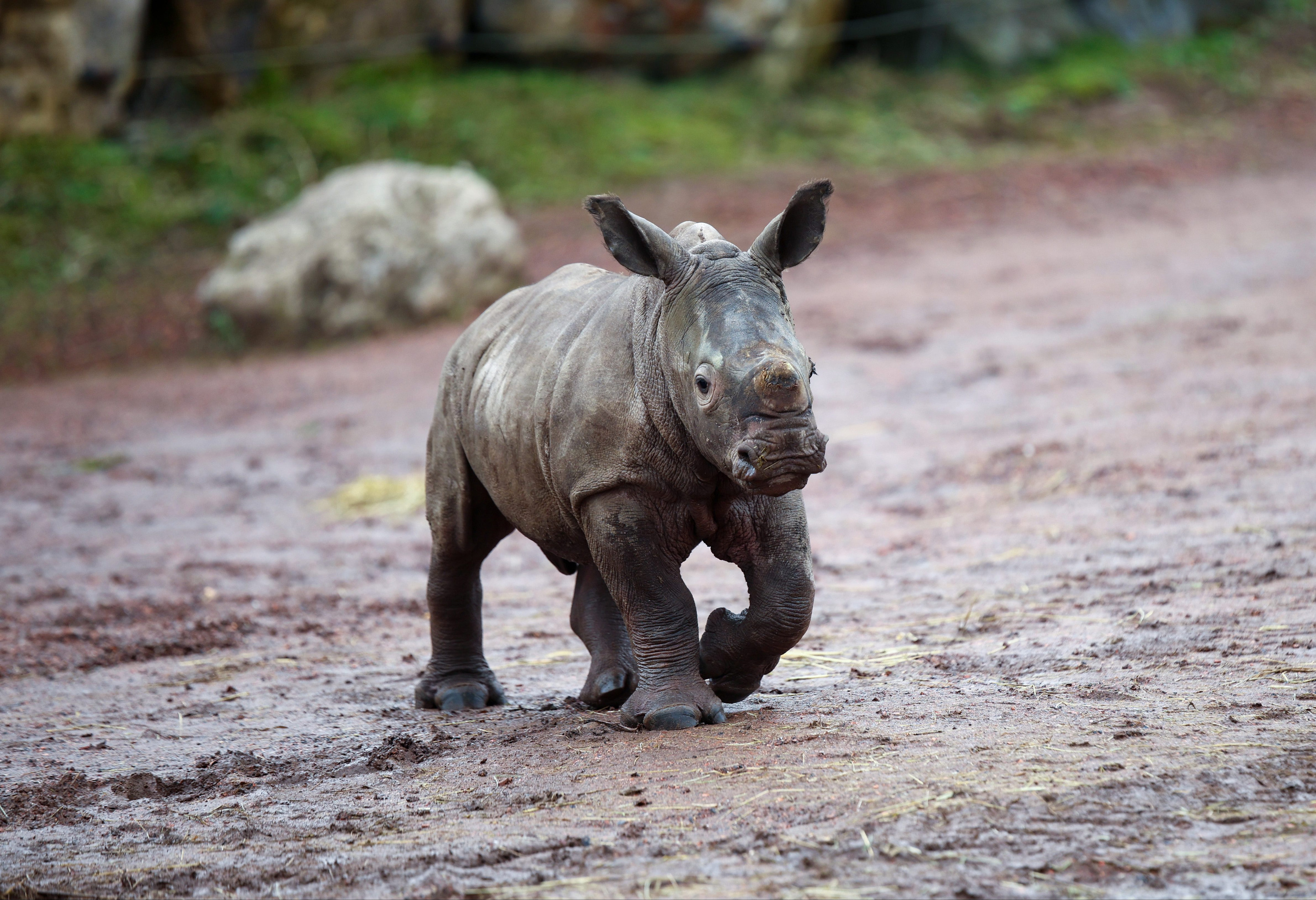 Witte Neushoorn | Pairi Daiza