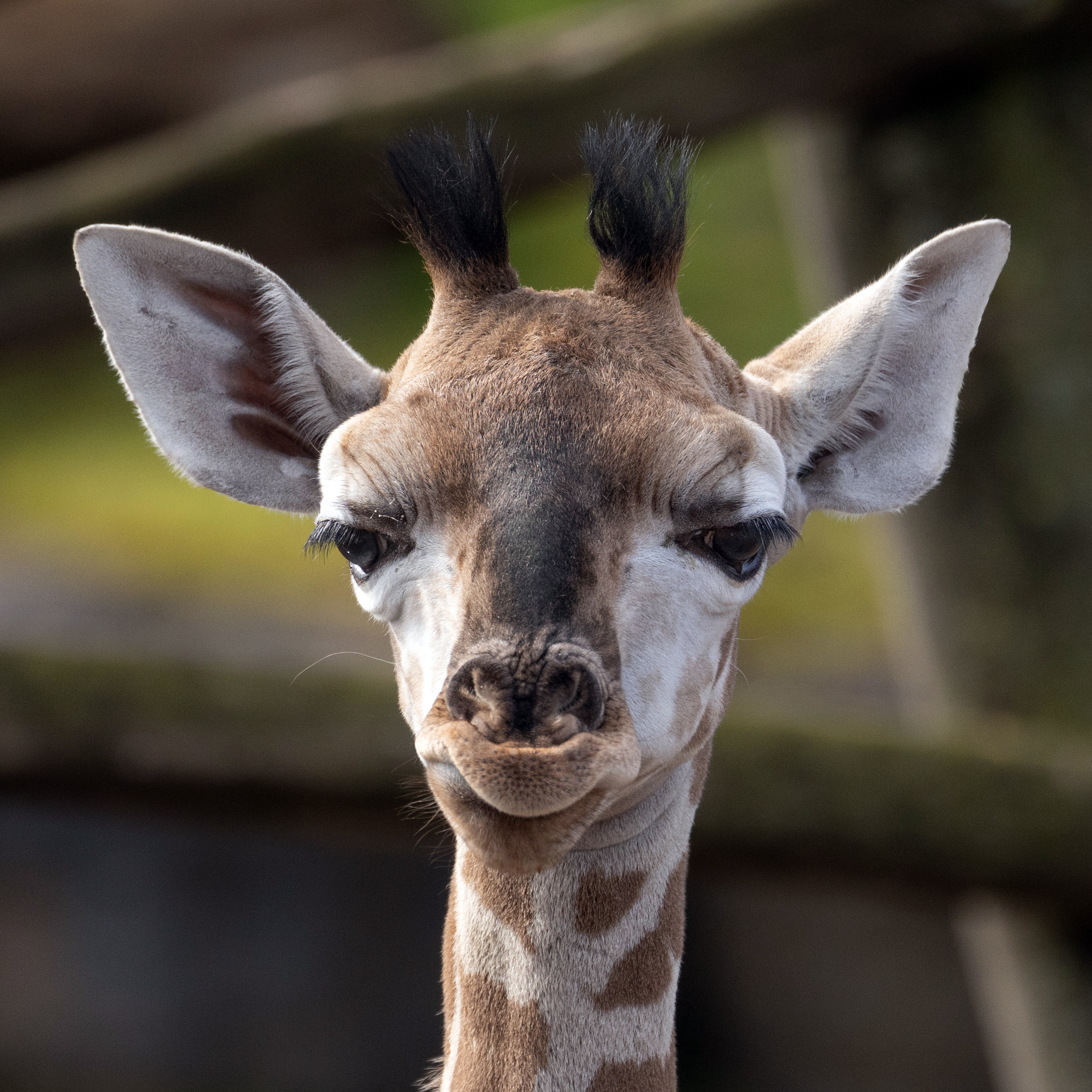The giraffe | Pairi Daiza