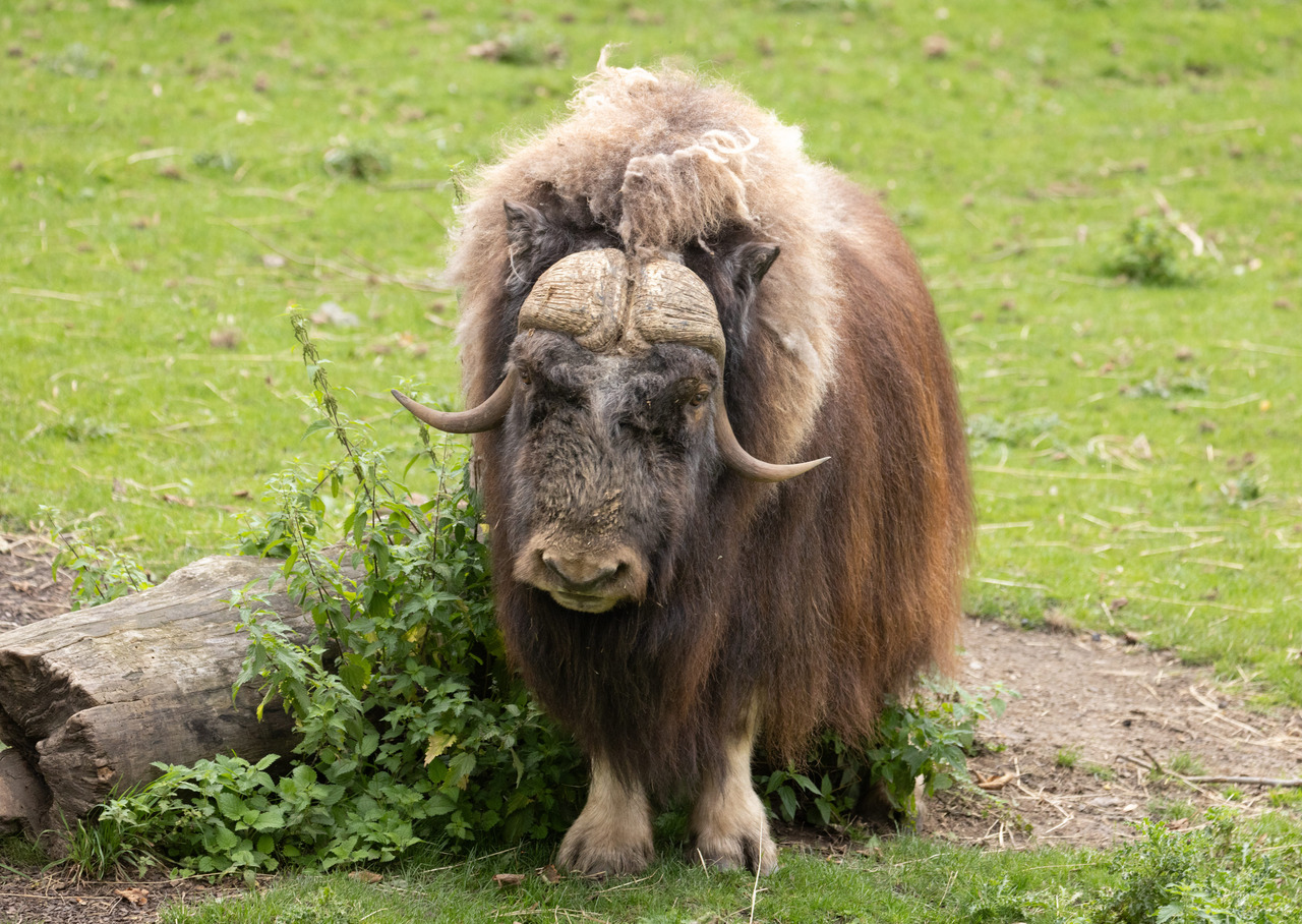 De Muskusos | Pairi Daiza