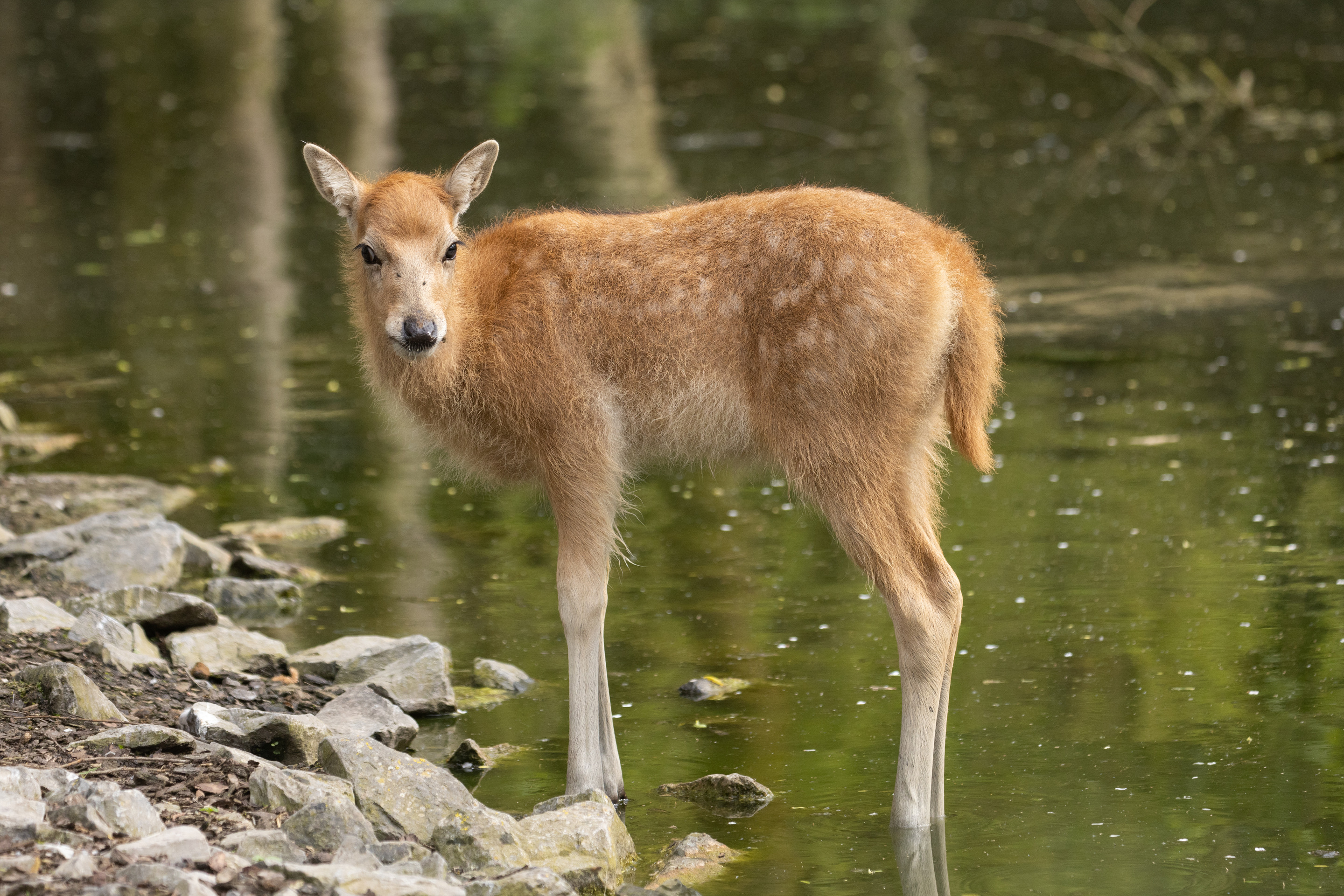 Père David's Deer | Pairi Daiza