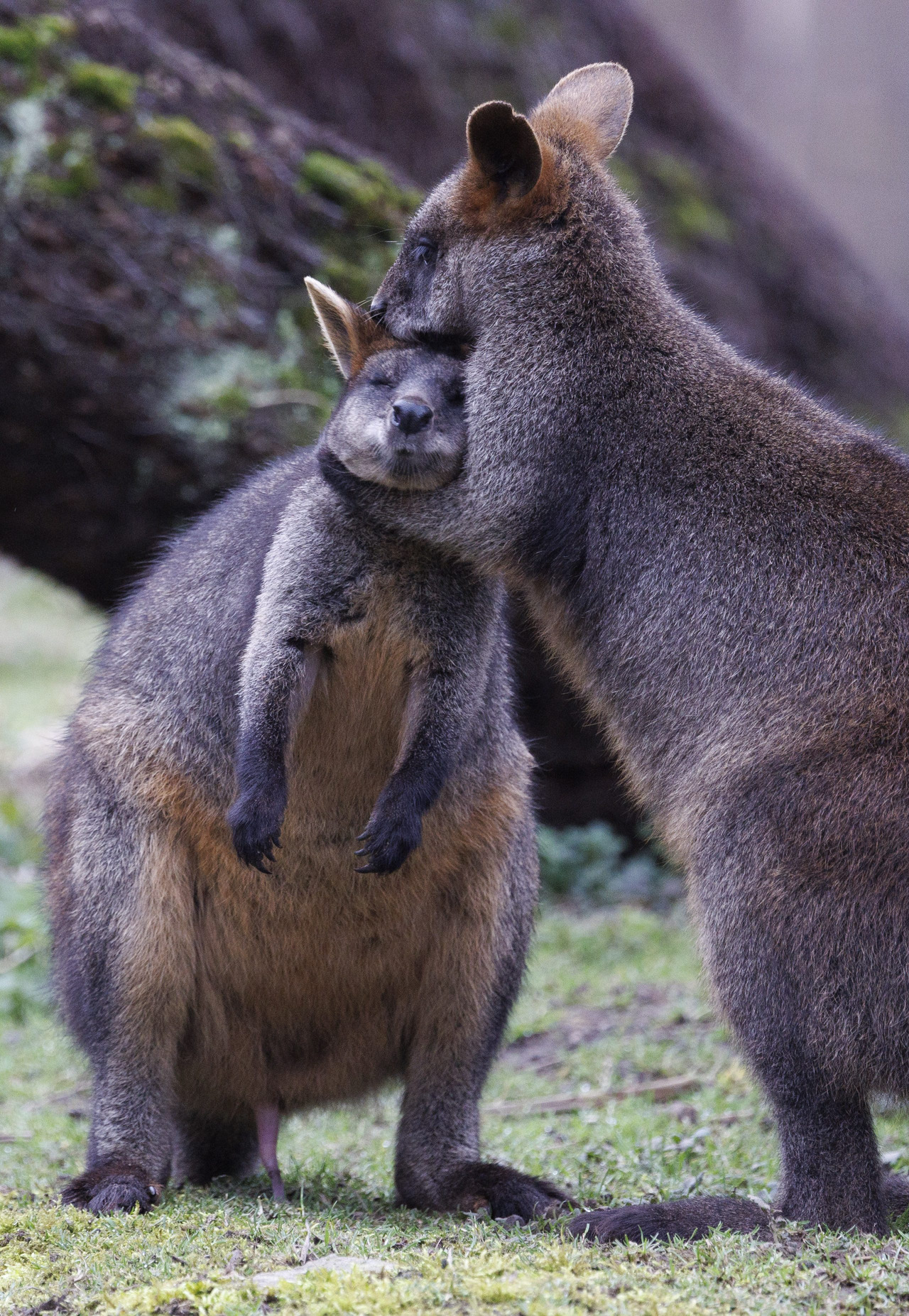 Le Wallaby bicolore | Pairi Daiza
