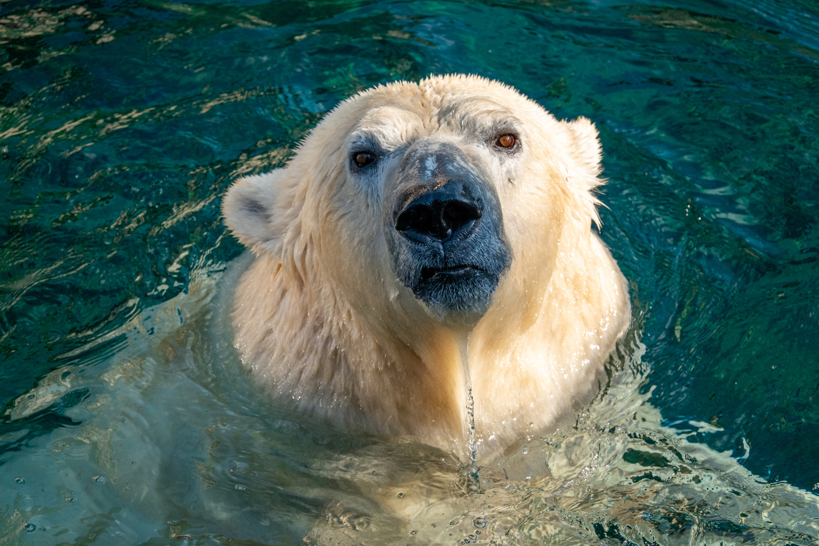 De IJsbeer | Pairi Daiza