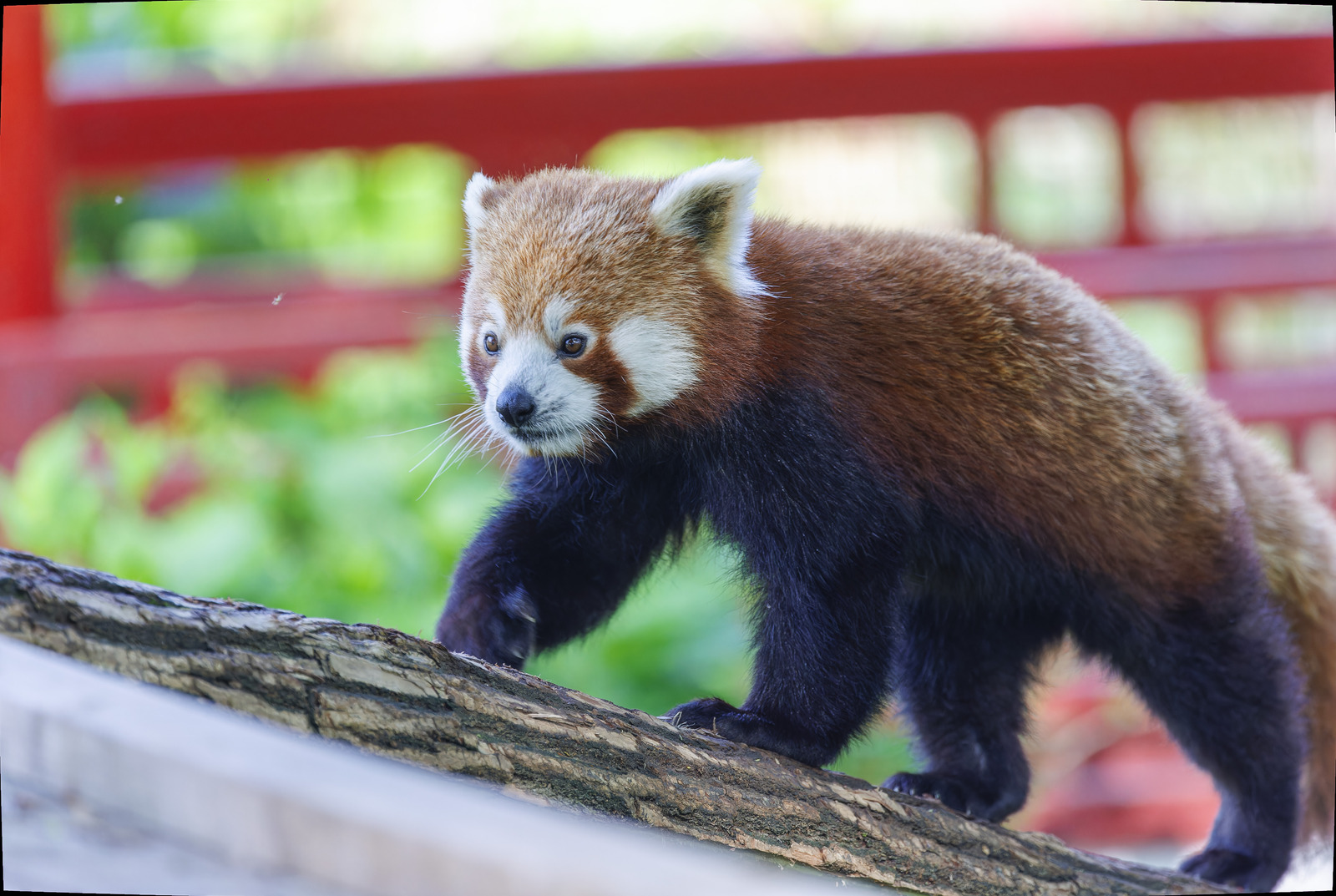 Le Panda roux | Pairi Daiza