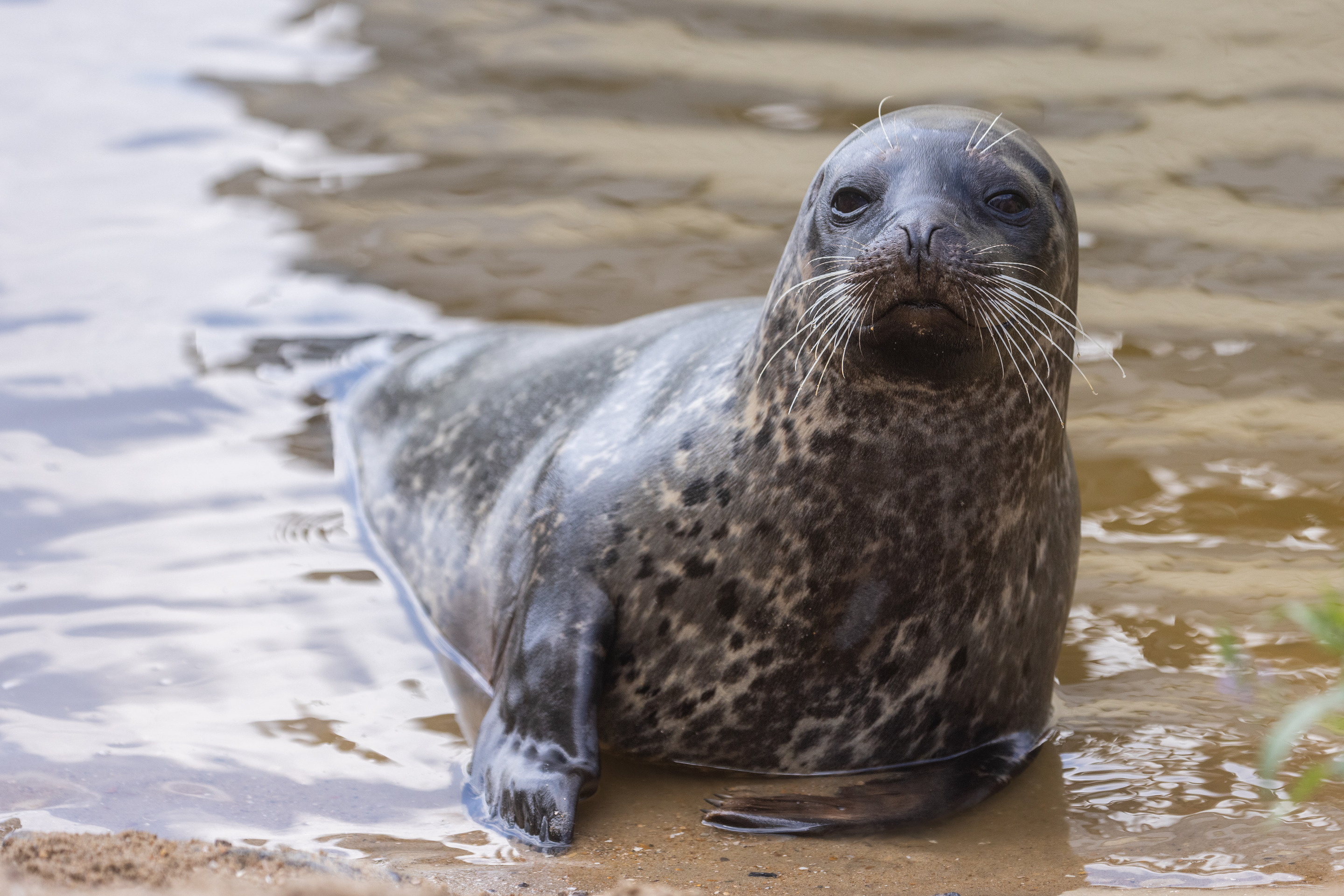 De Gewone Zeehond | Pairi Daiza