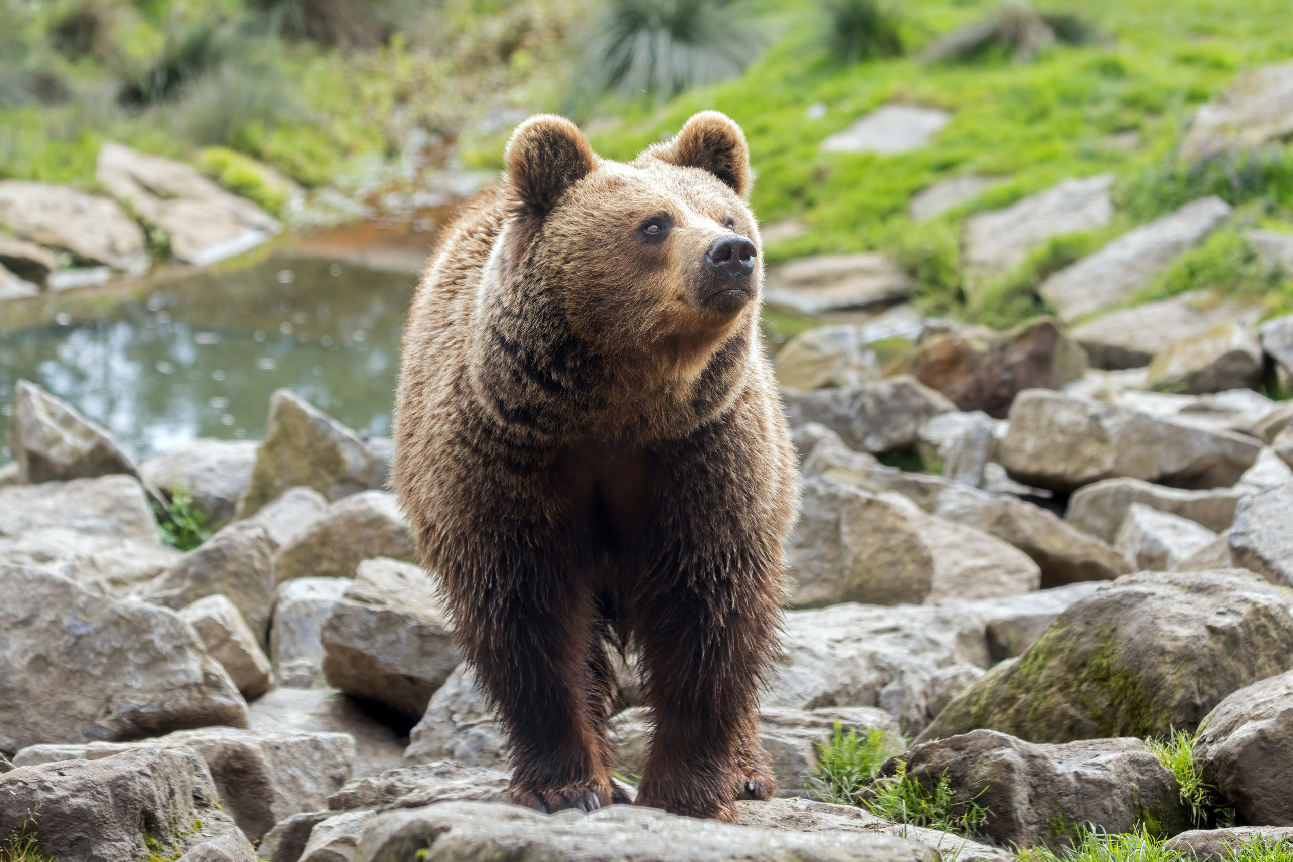 L'Ours brun | Pairi Daiza