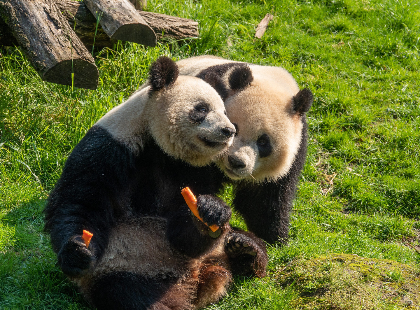 Giant Panda | Pairi Daiza