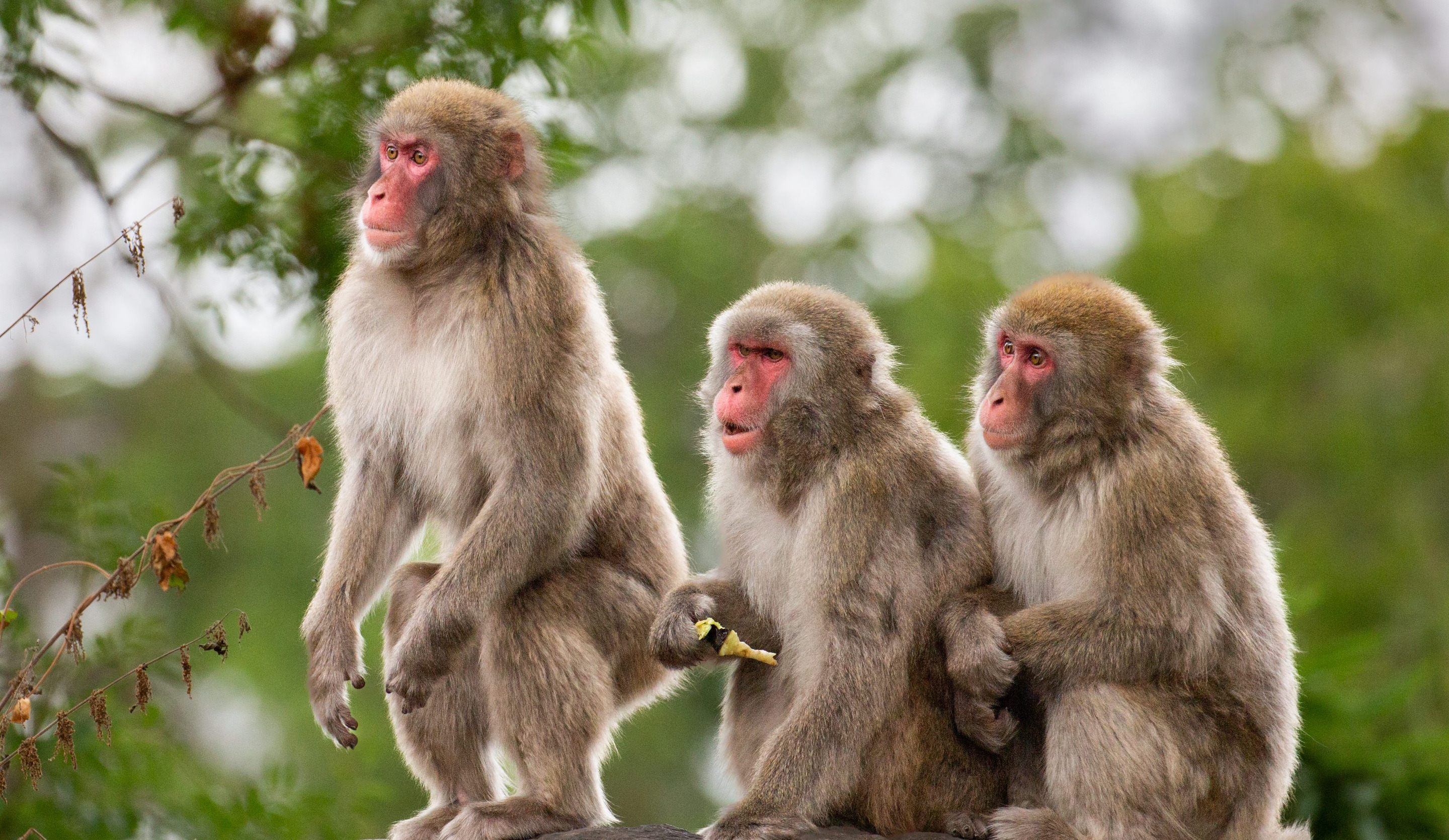 The Japanese macaque | Pairi Daiza