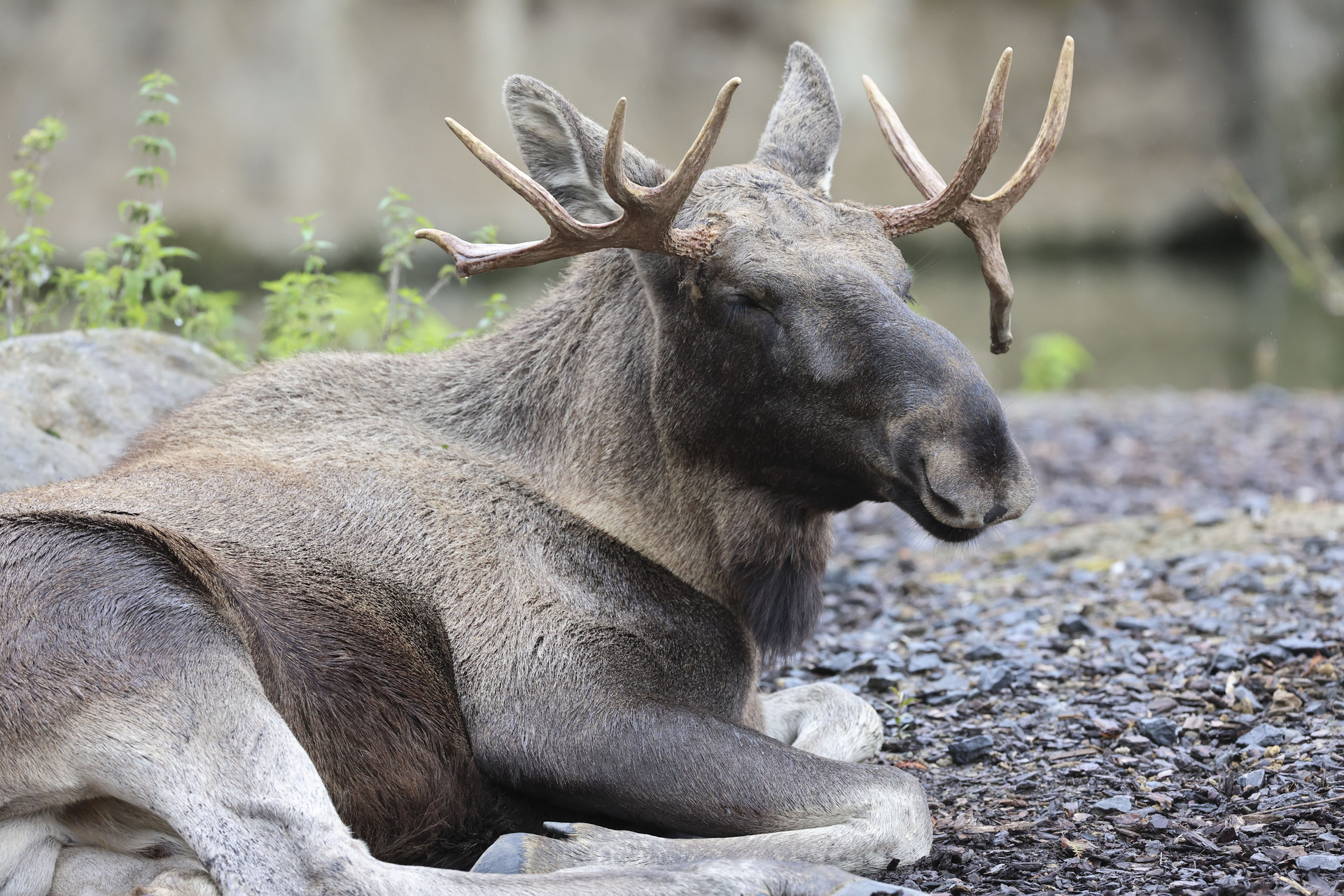 L'élan | Pairi Daiza