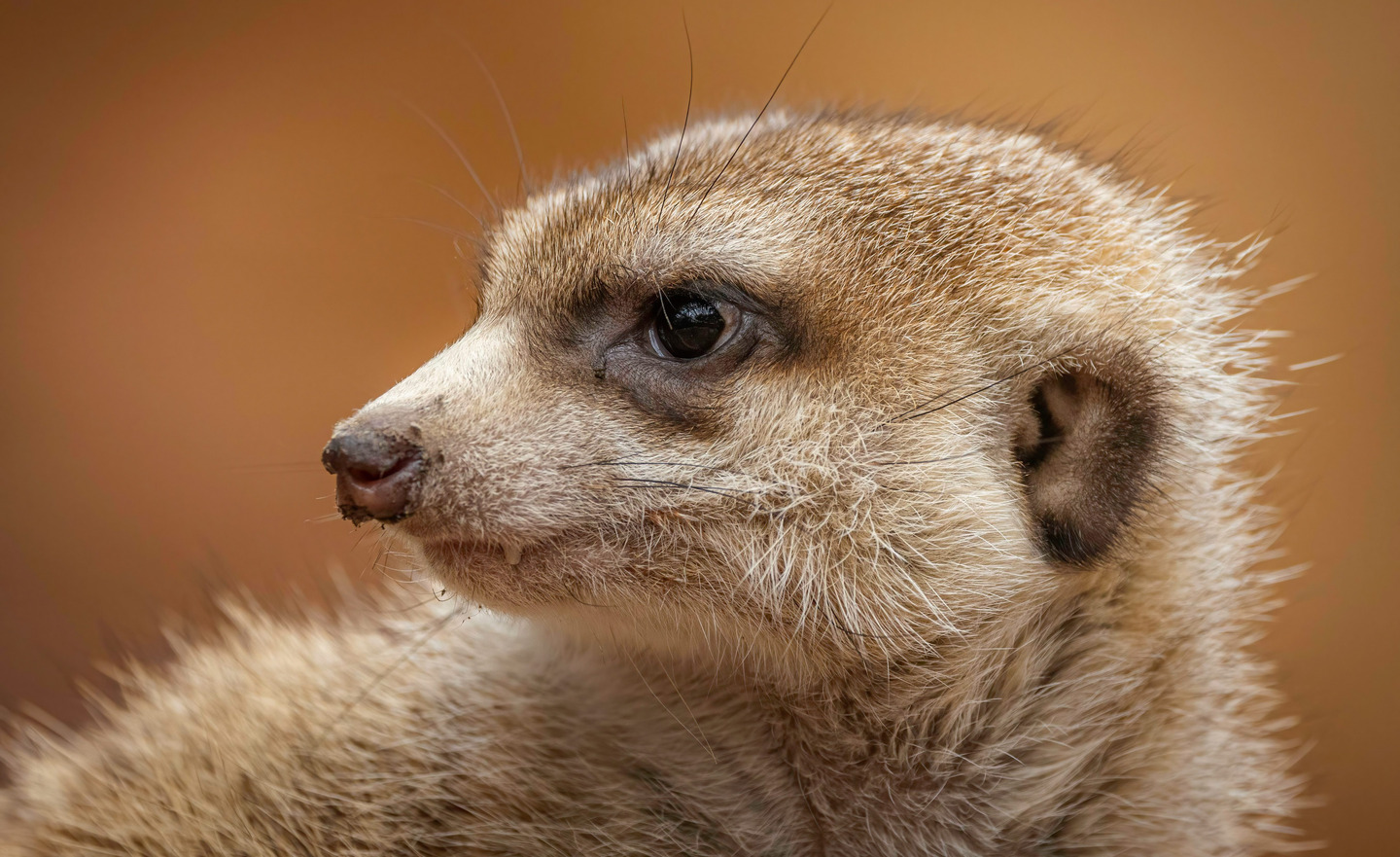 Le suricate | Pairi Daiza