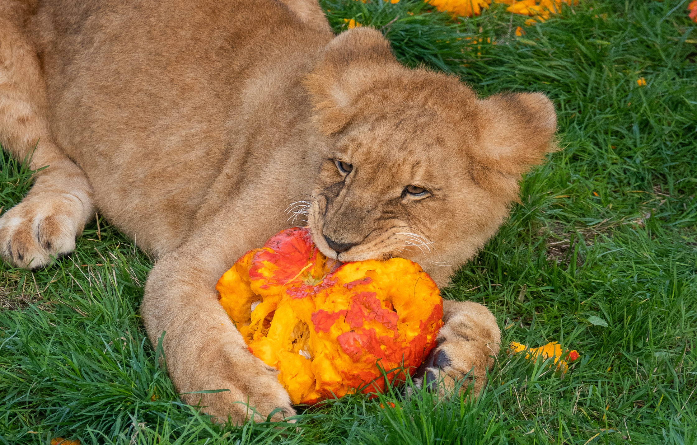 Animaties met de dieren | Pairi Daiza