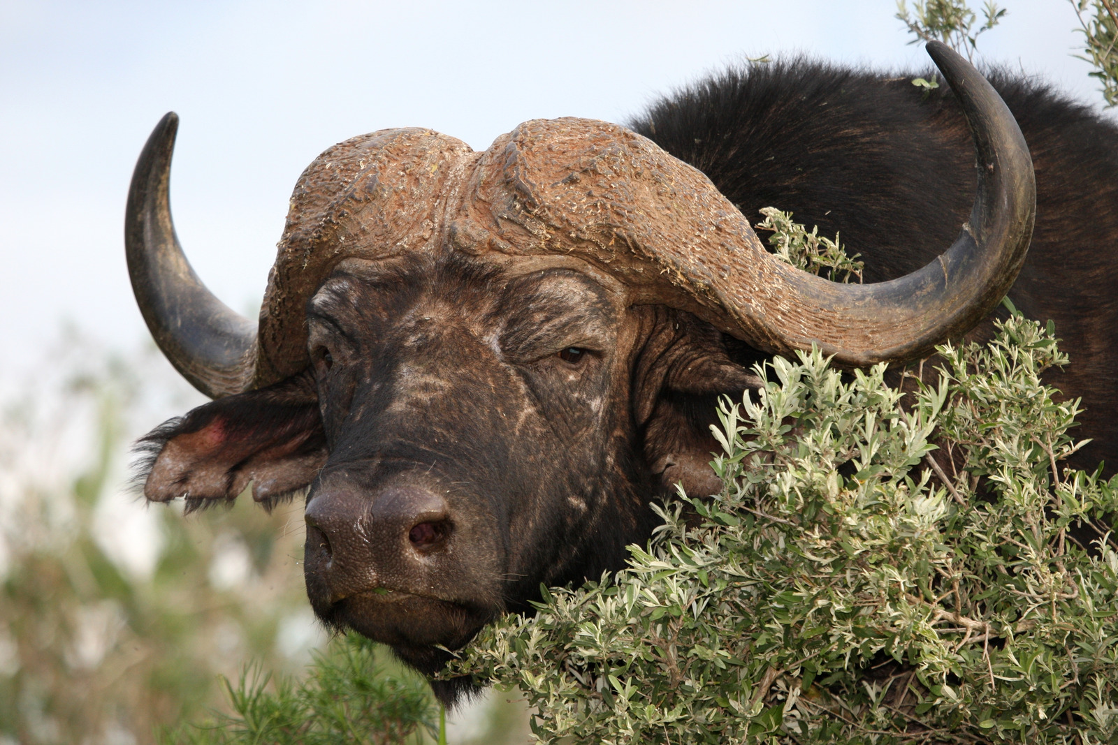 Kafferbuffel | Pairi Daiza