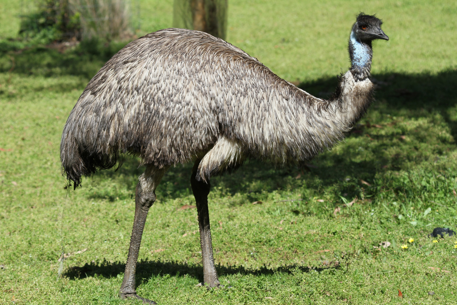 Der Emu | Pairi Daiza