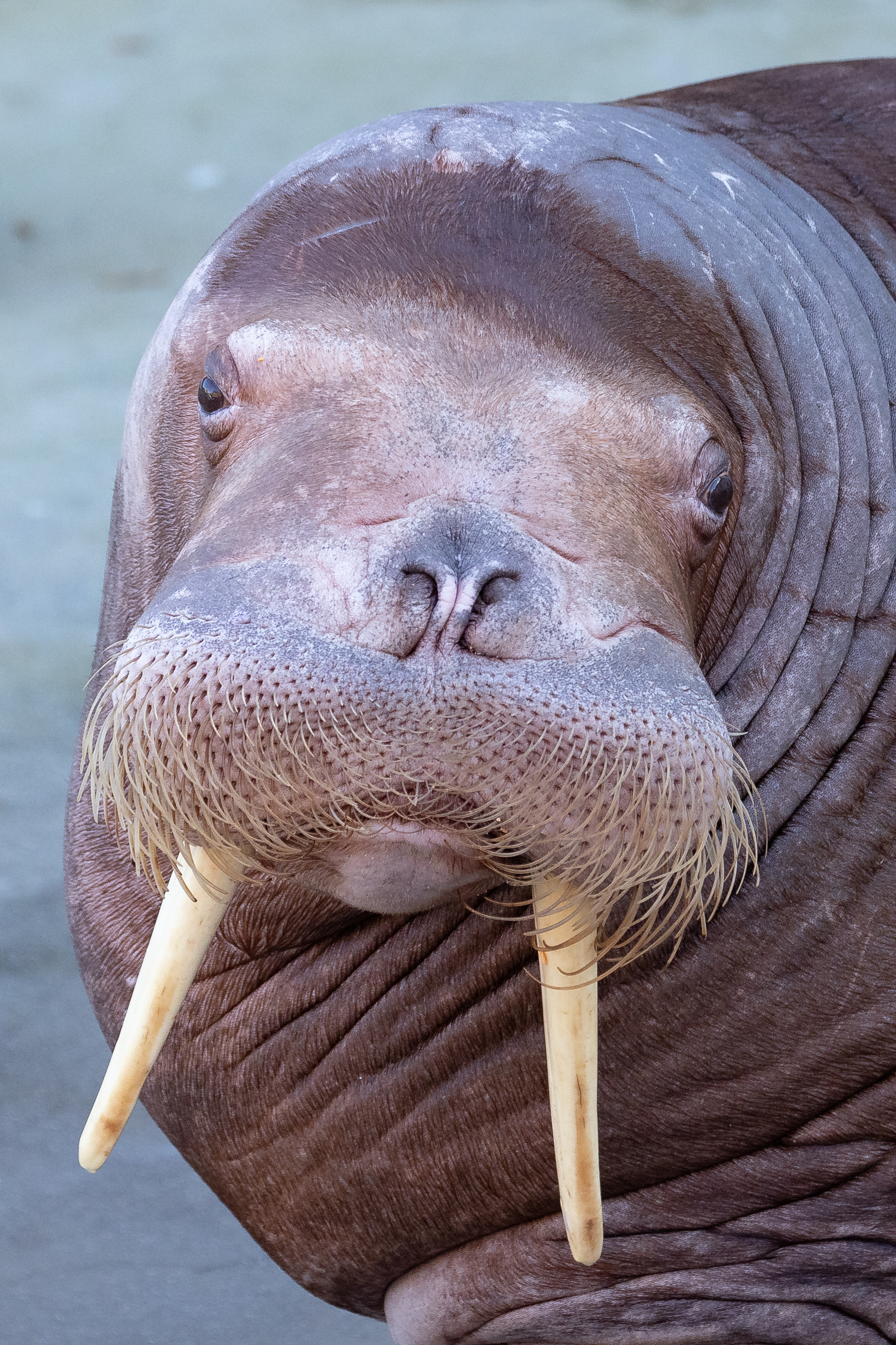 walrus face