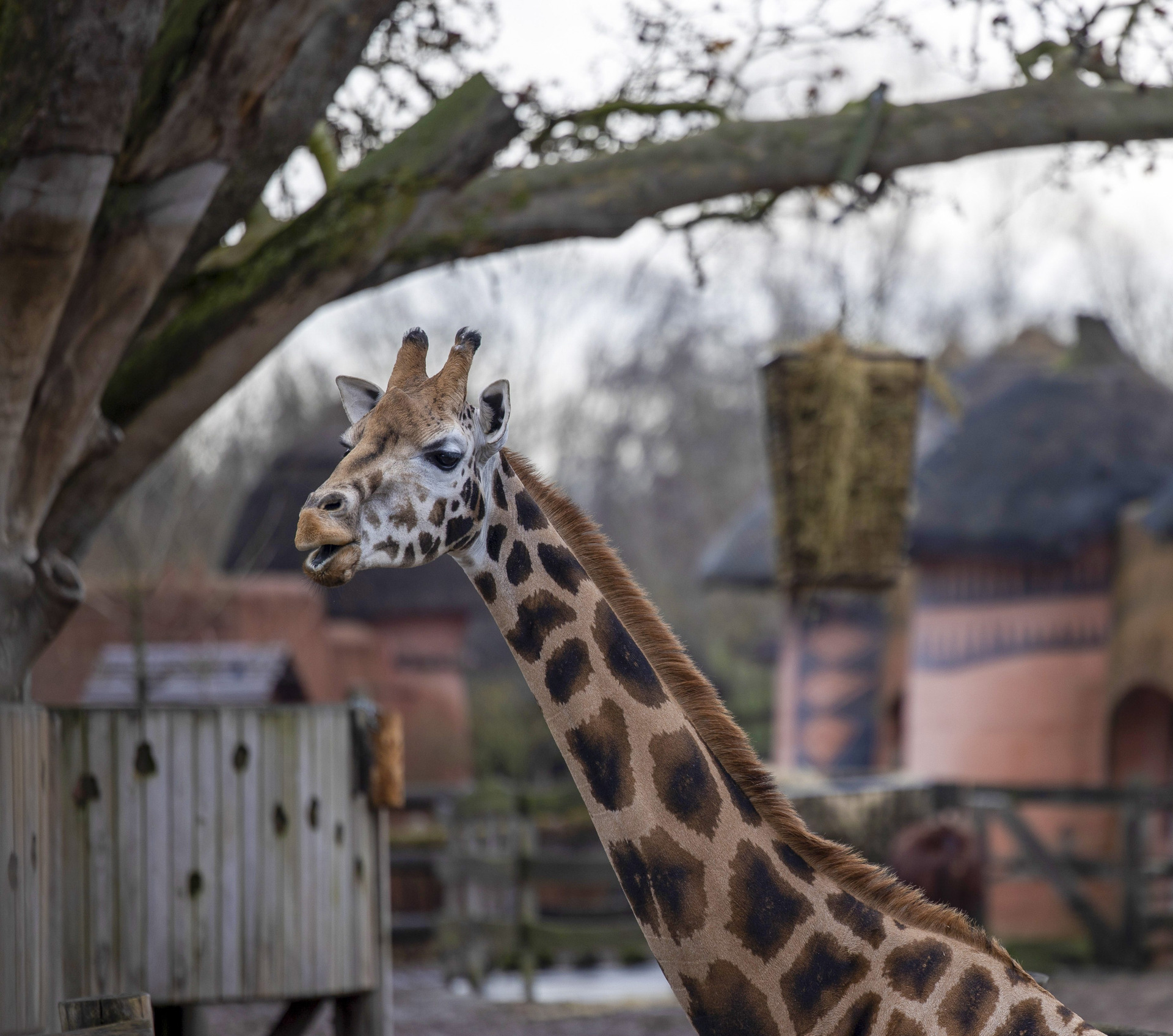 De giraffe | Pairi Daiza