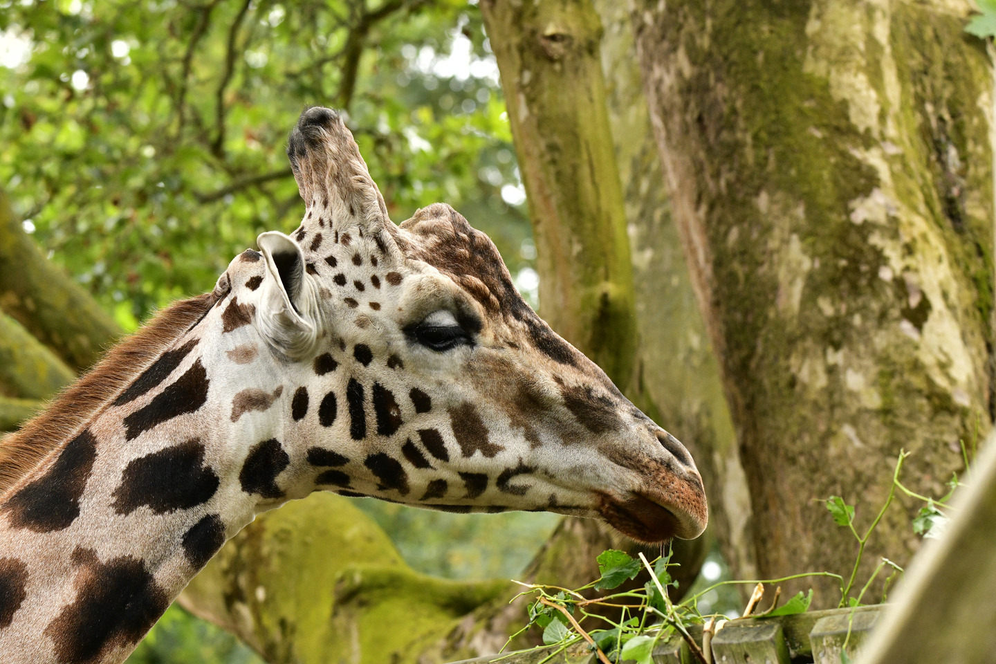 The giraffe | Pairi Daiza