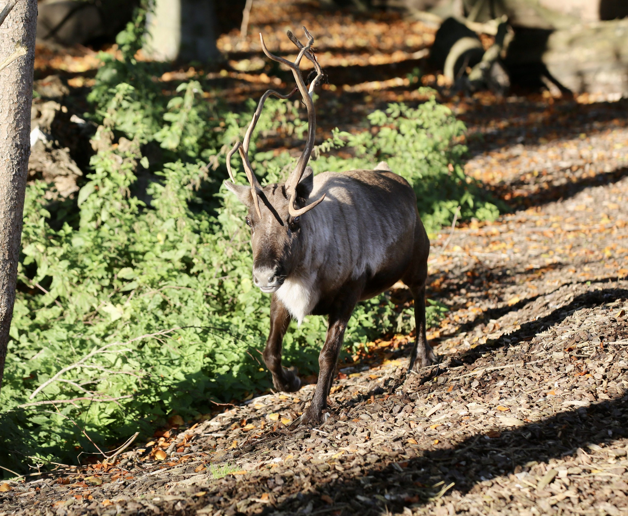 Het rendier | Pairi Daiza