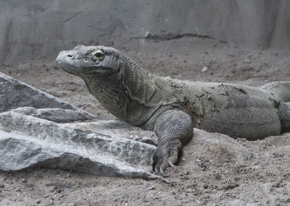 Le Varan de Komodo | Pairi Daiza