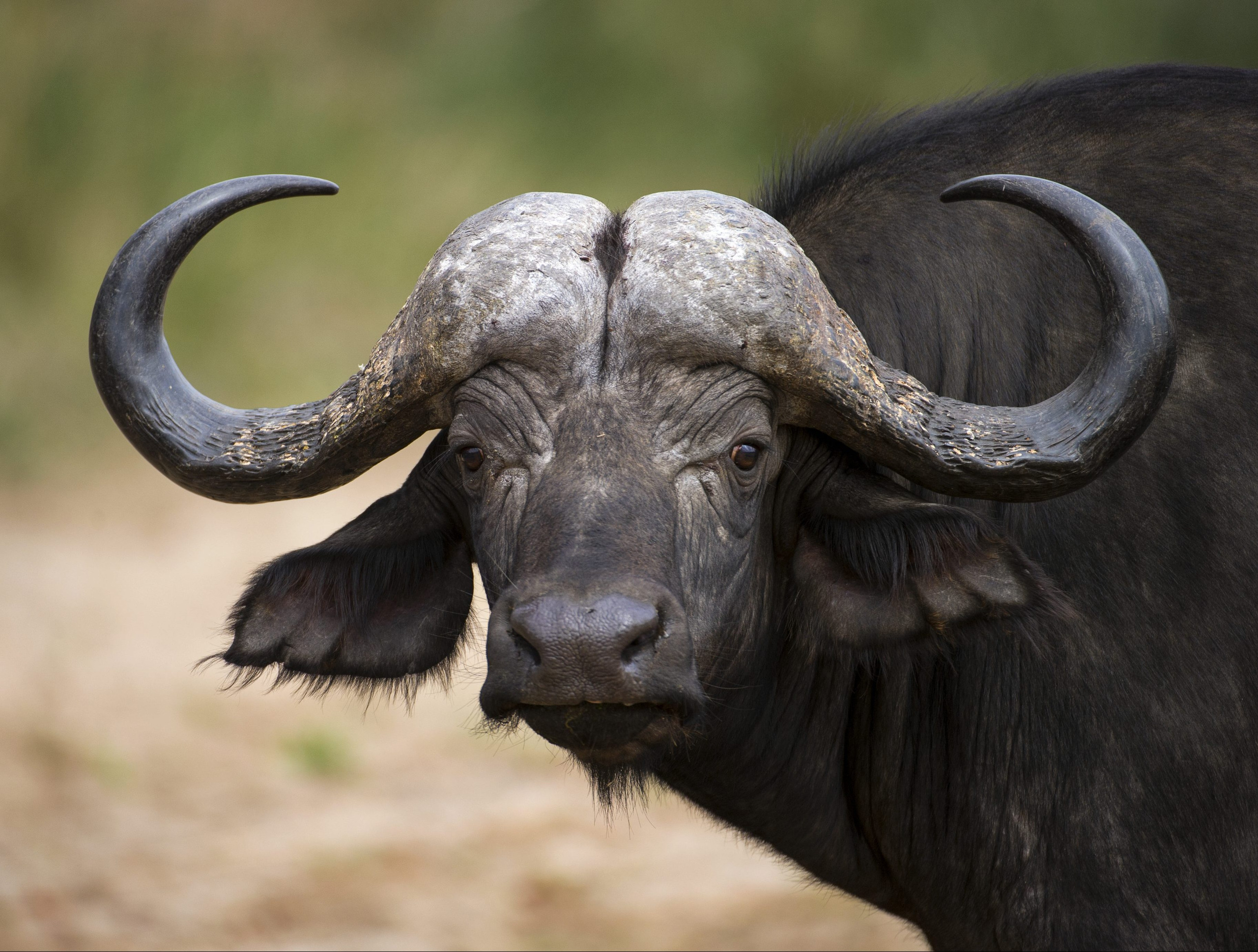 Kafferbuffel | Pairi Daiza