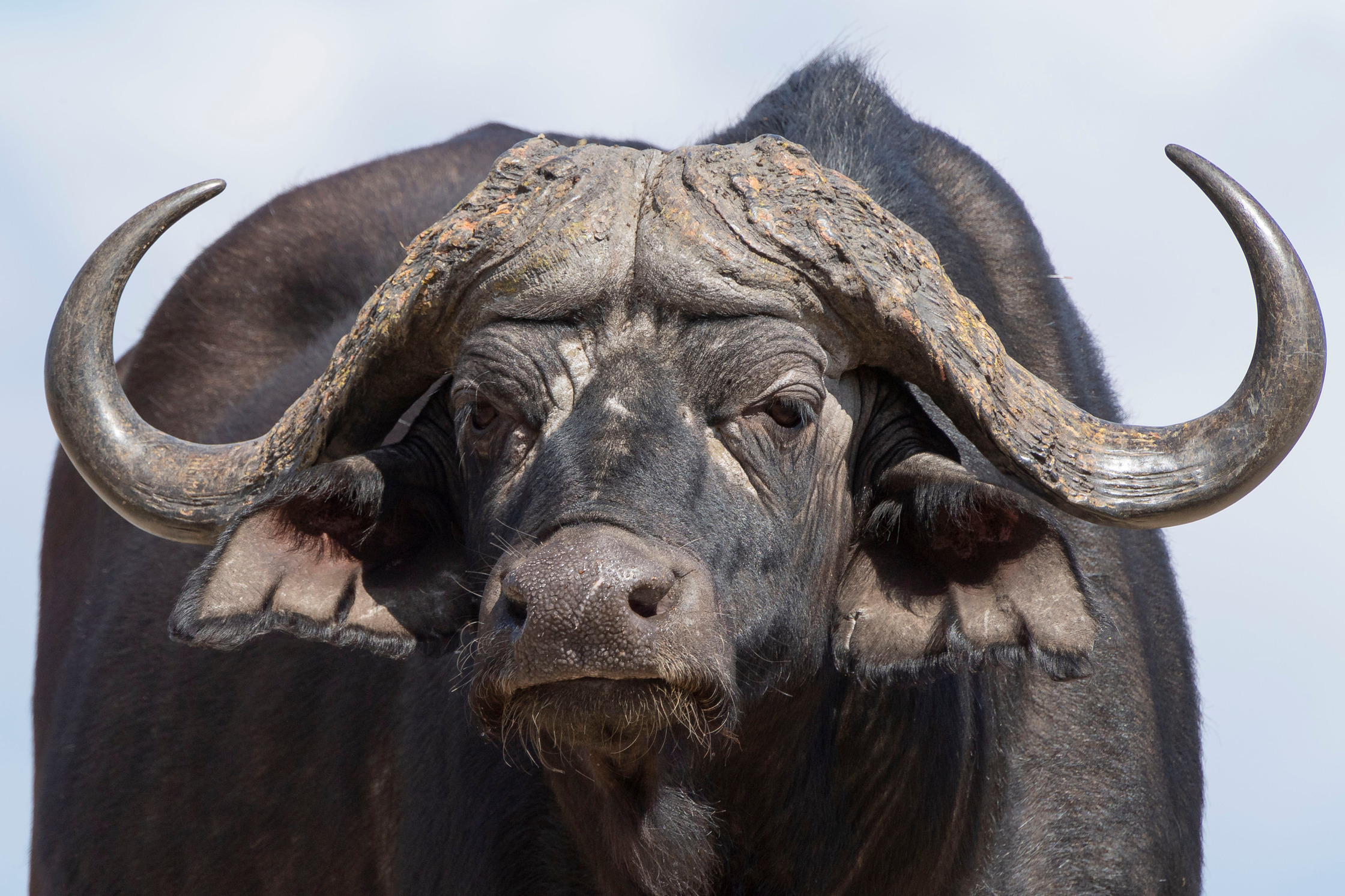 Kafferbuffel | Pairi Daiza