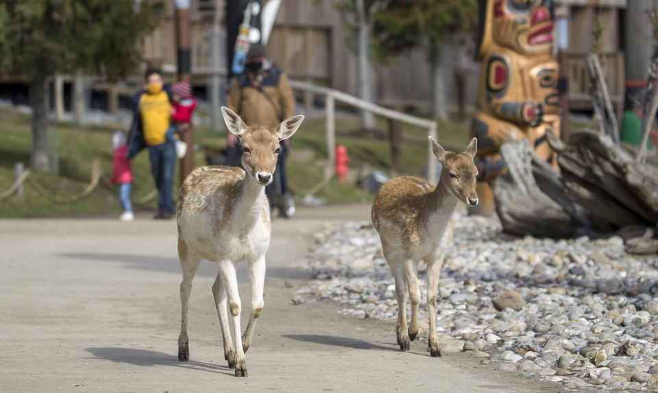 Le Daim européen | Pairi Daiza