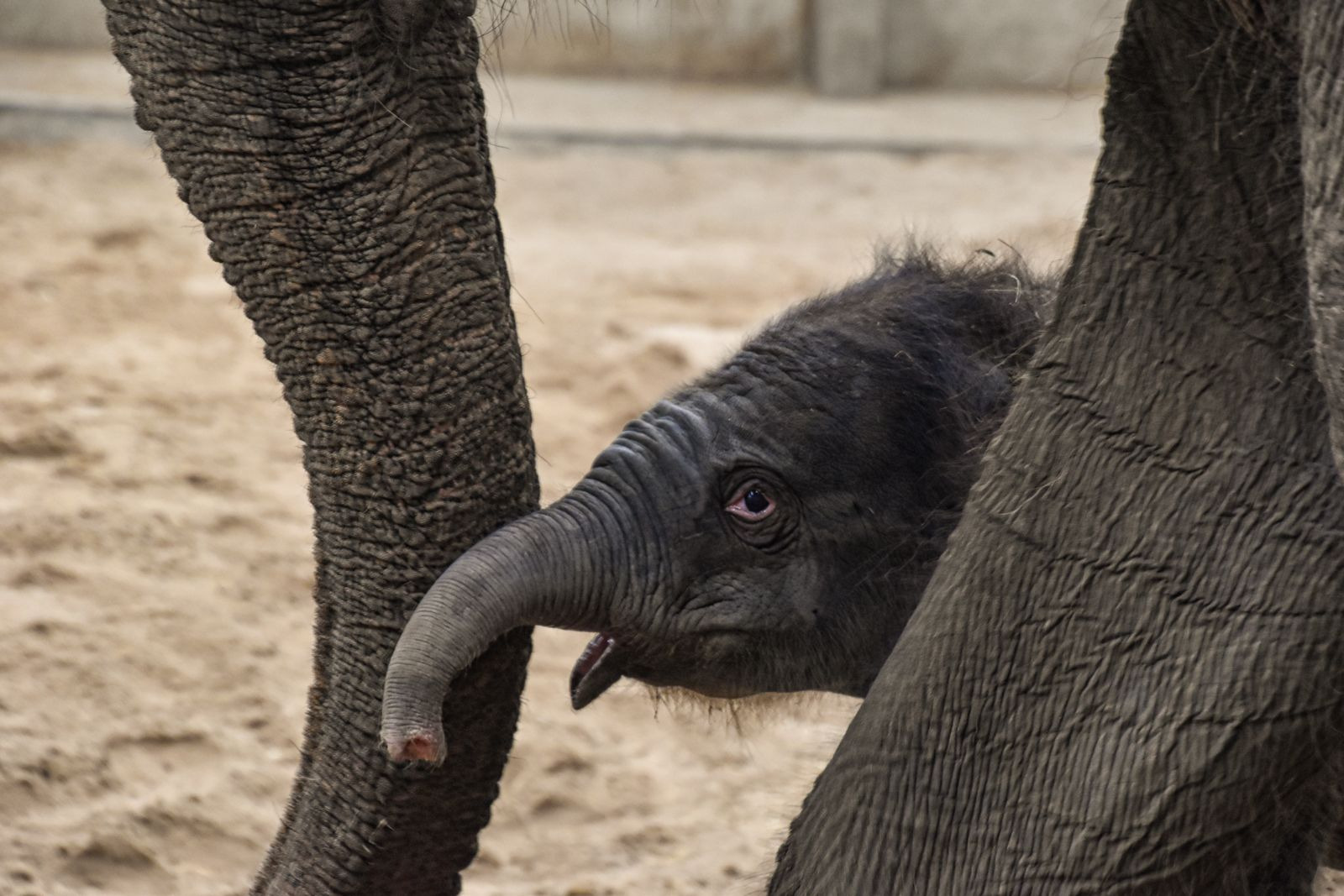 Black panters | Pairi Daiza