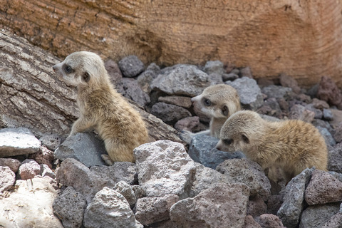 Le suricate | Pairi Daiza