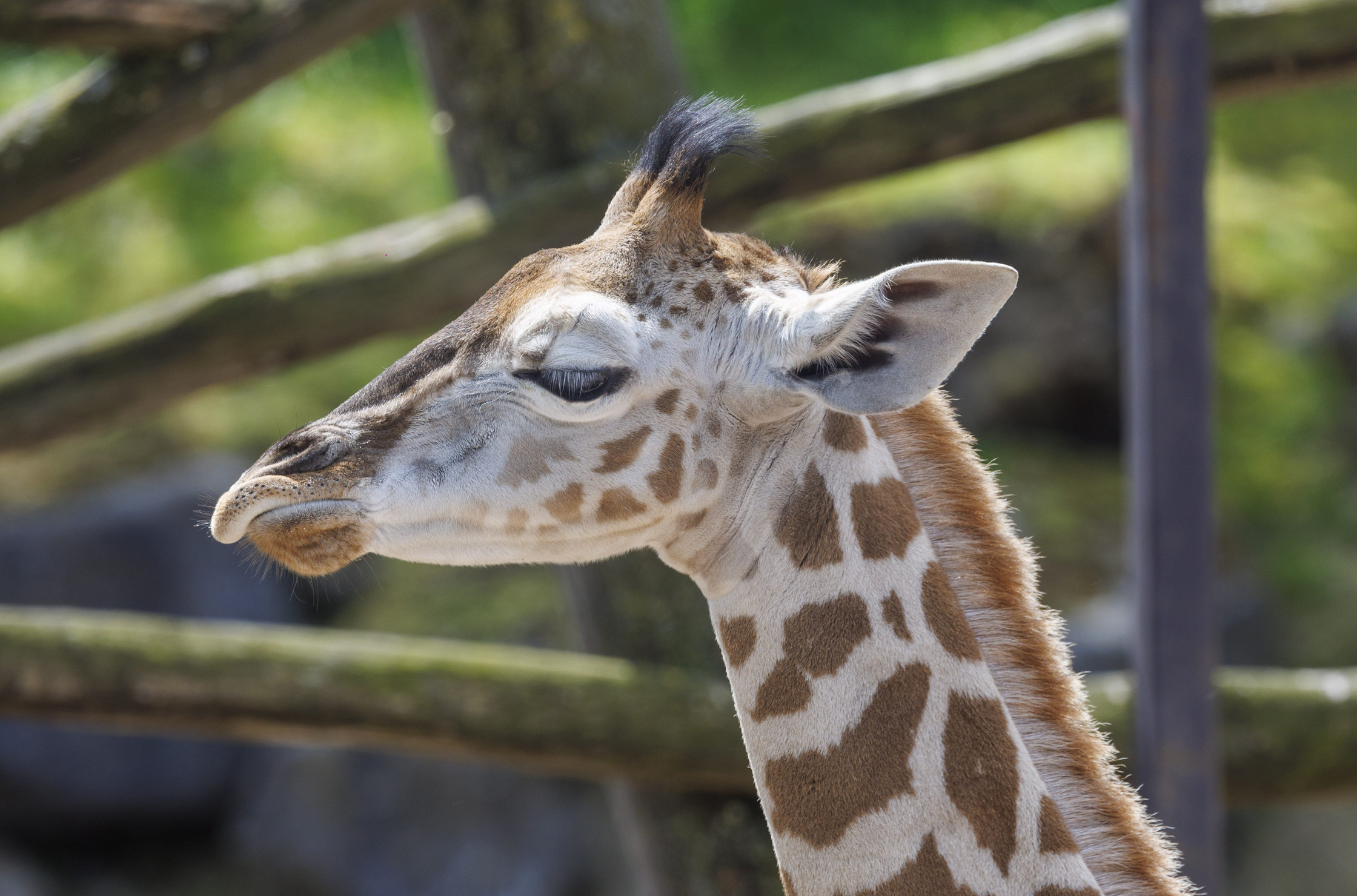 De giraffe | Pairi Daiza