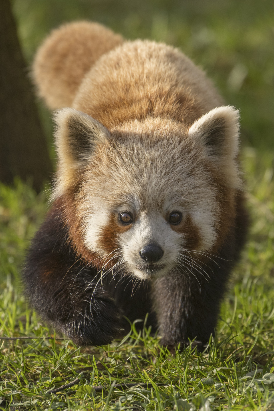 De Rode Panda | Pairi Daiza