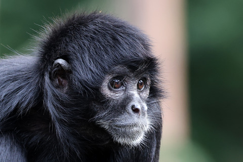 L'atèle | Pairi Daiza