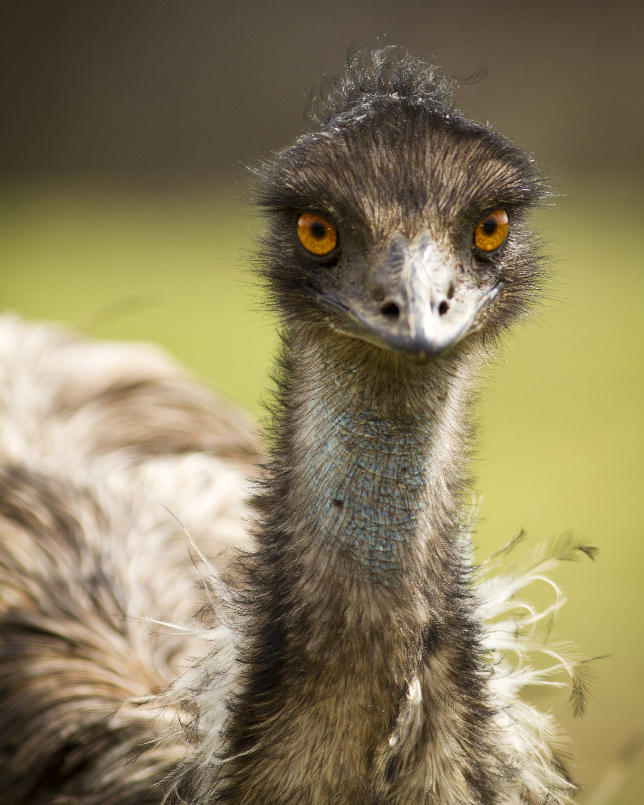 Emoe | Pairi Daiza