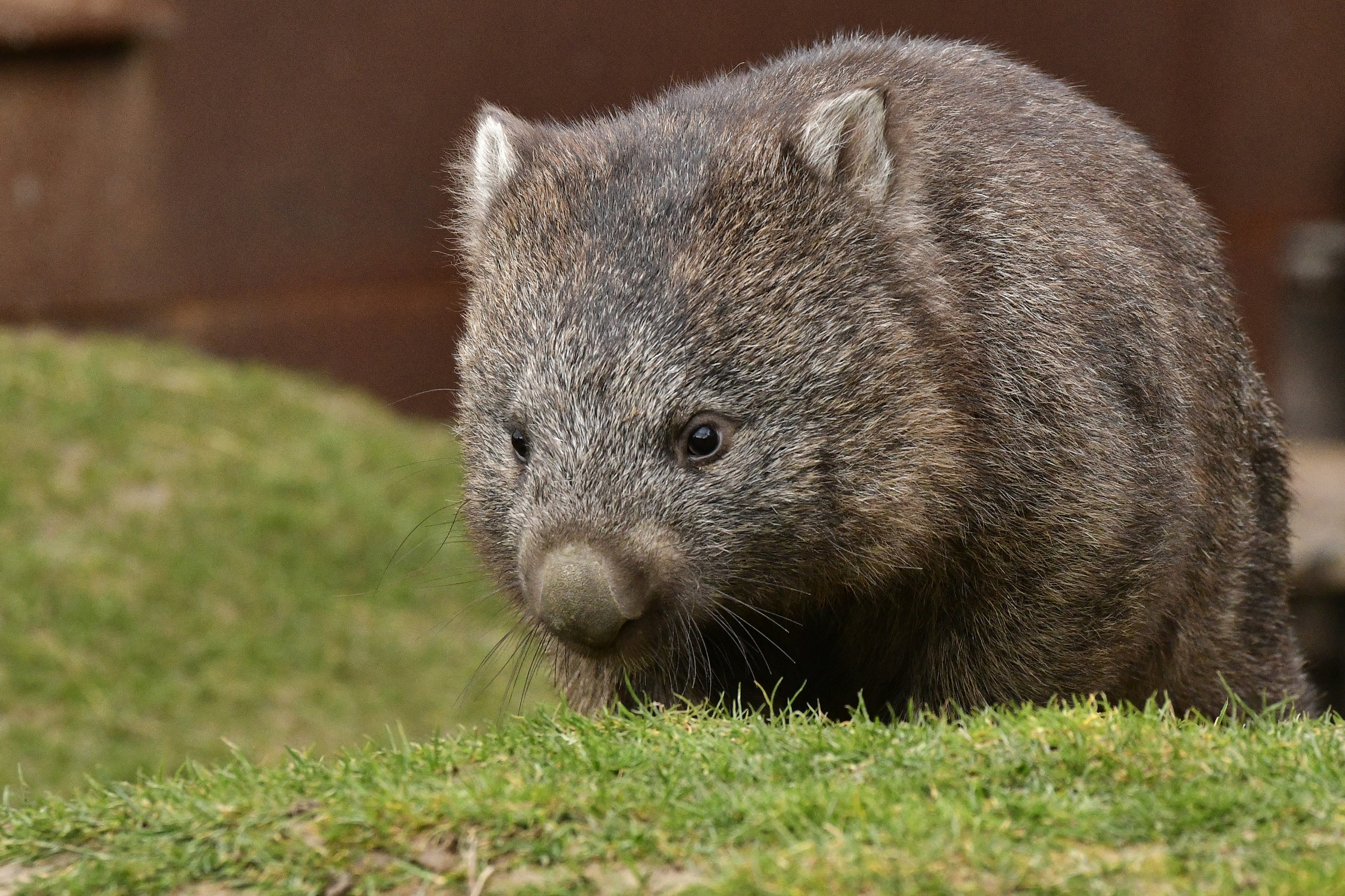 De wombat | Pairi Daiza