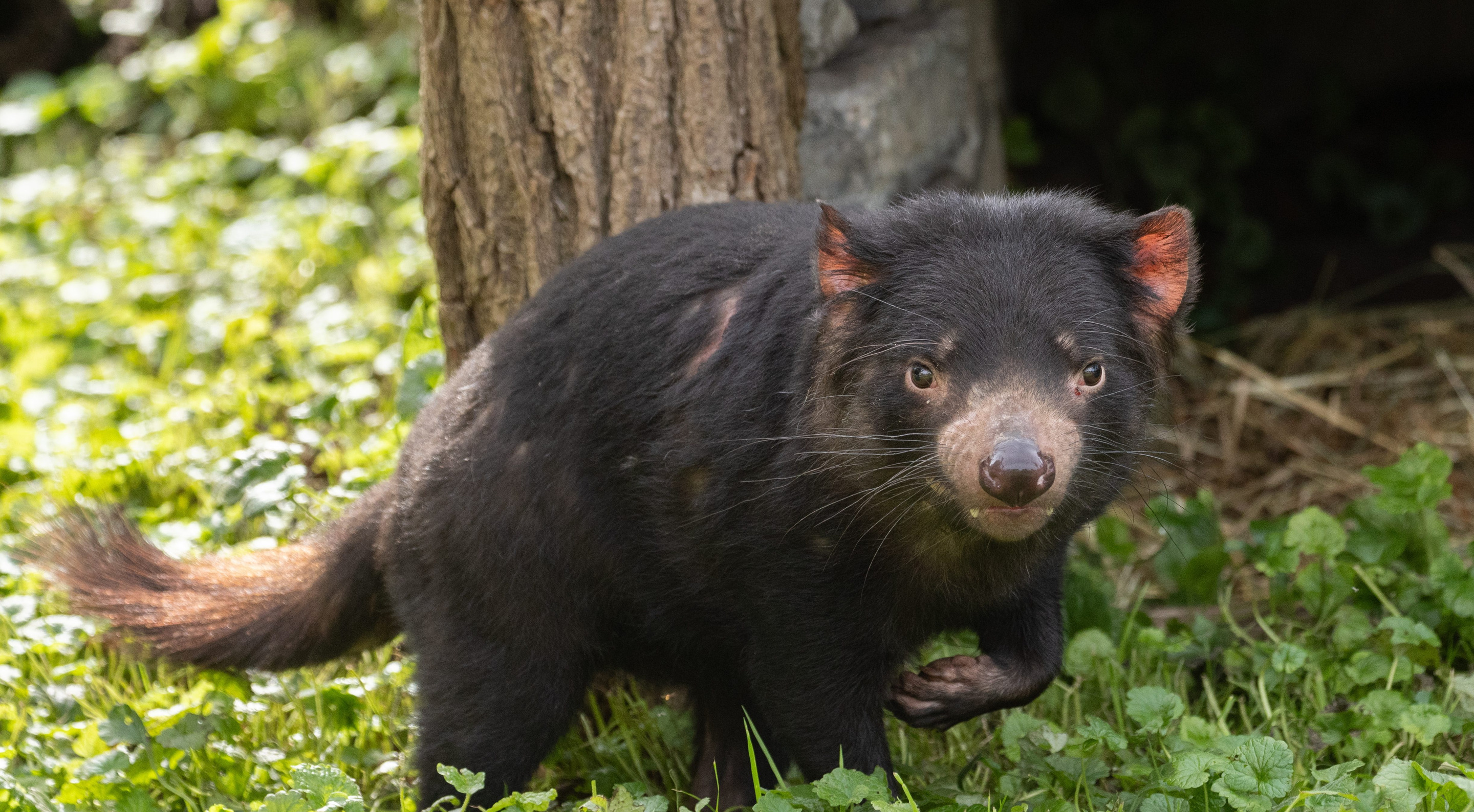Tasmaanse Duivel | Pairi Daiza