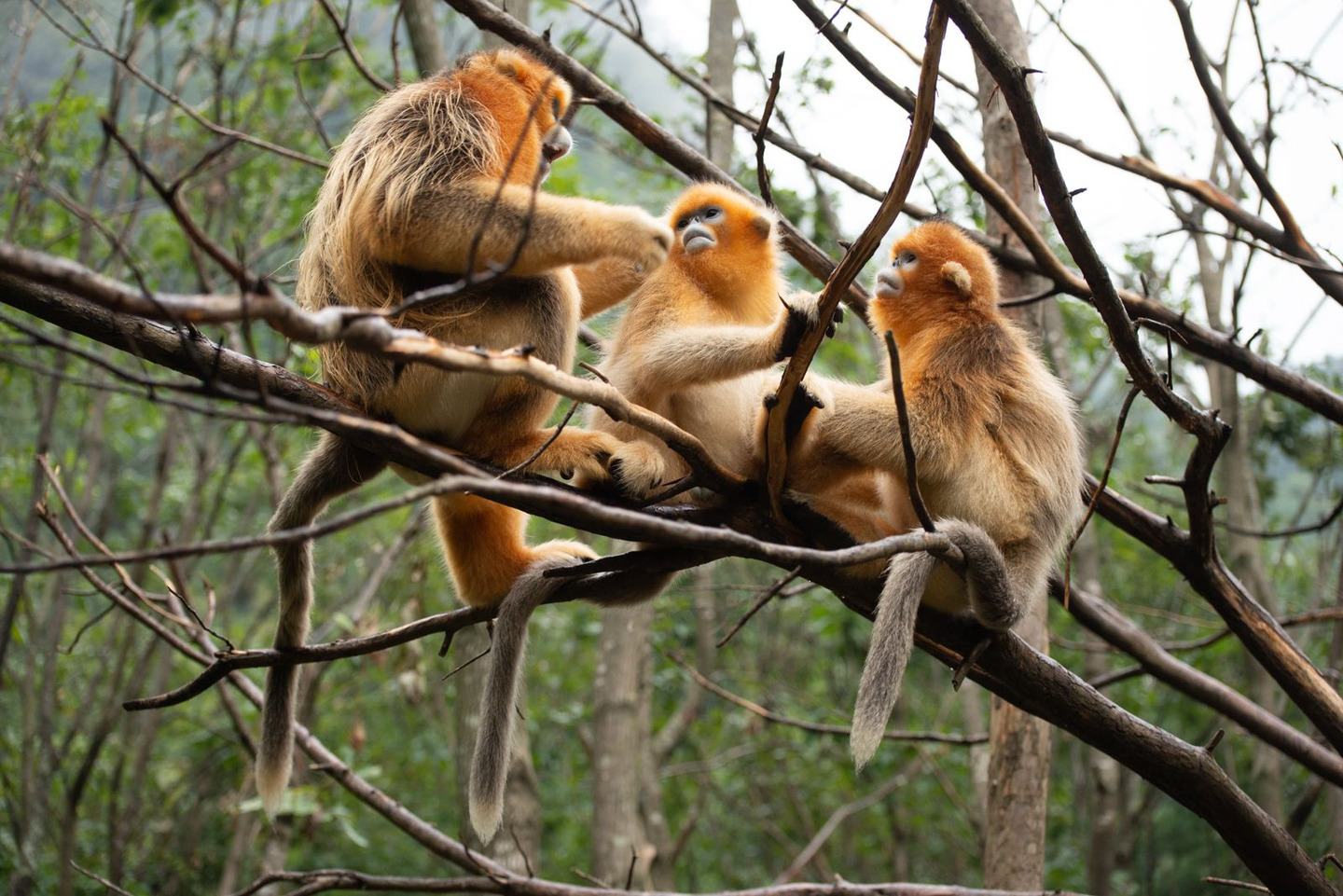Golden snub-nosed monkey | Pairi Daiza