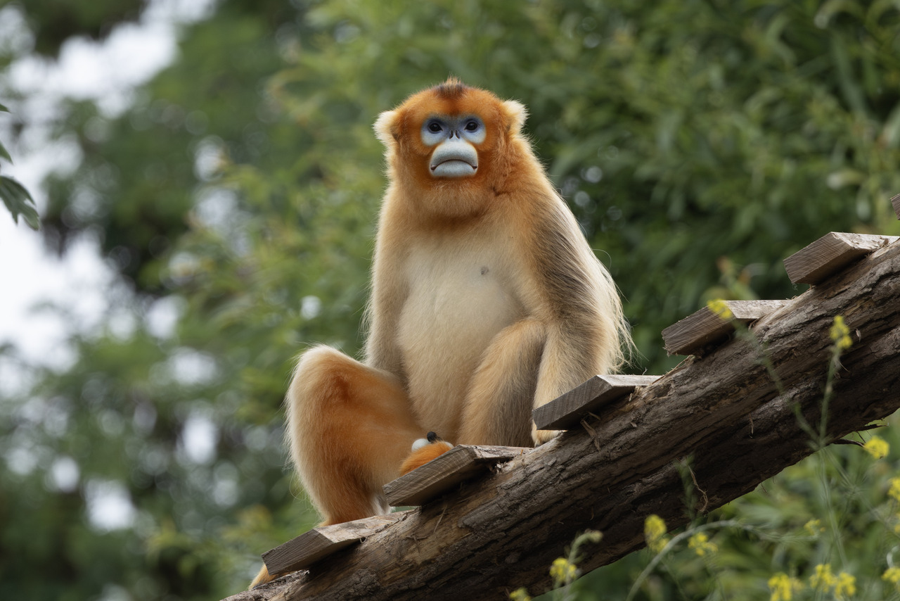 Golden snub-nosed monkey | Pairi Daiza