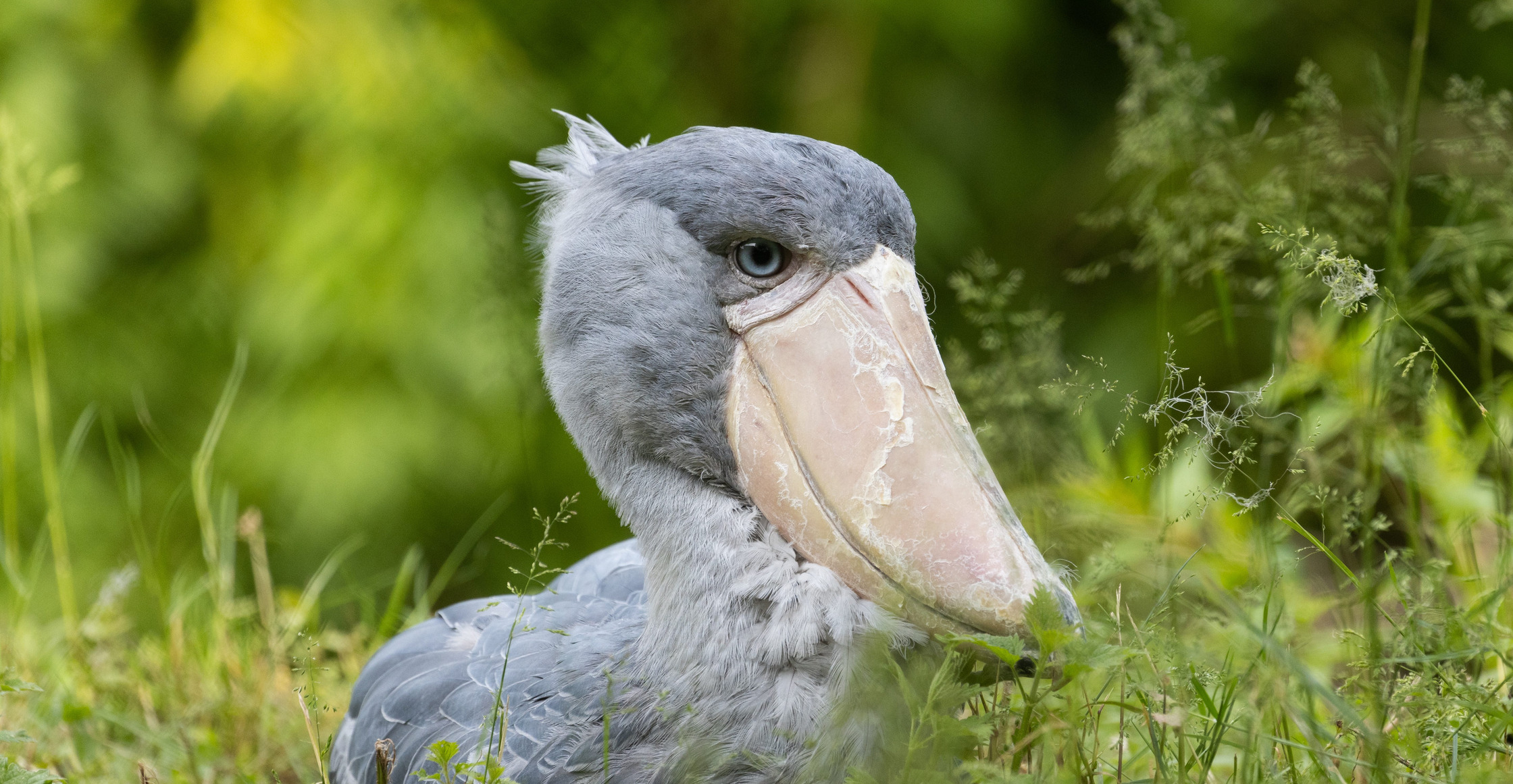 The Shoebill | Pairi Daiza