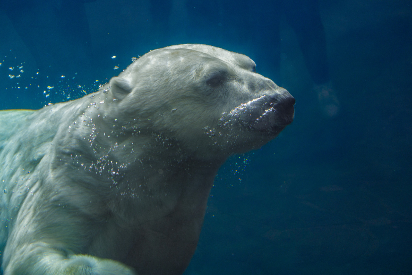 De IJsbeer | Pairi Daiza